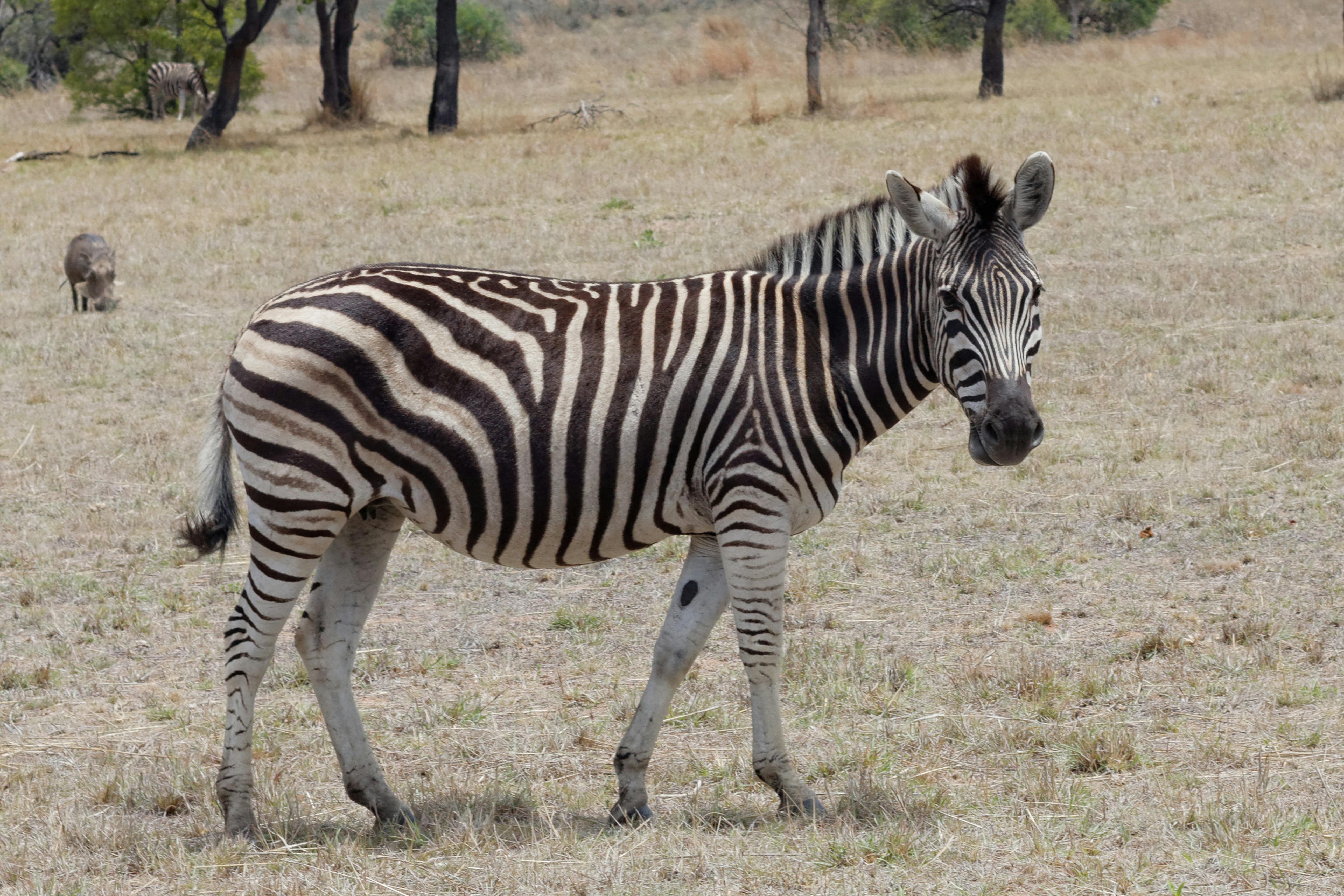 Selective Focus Photography of Zebra · Free Stock Photo
