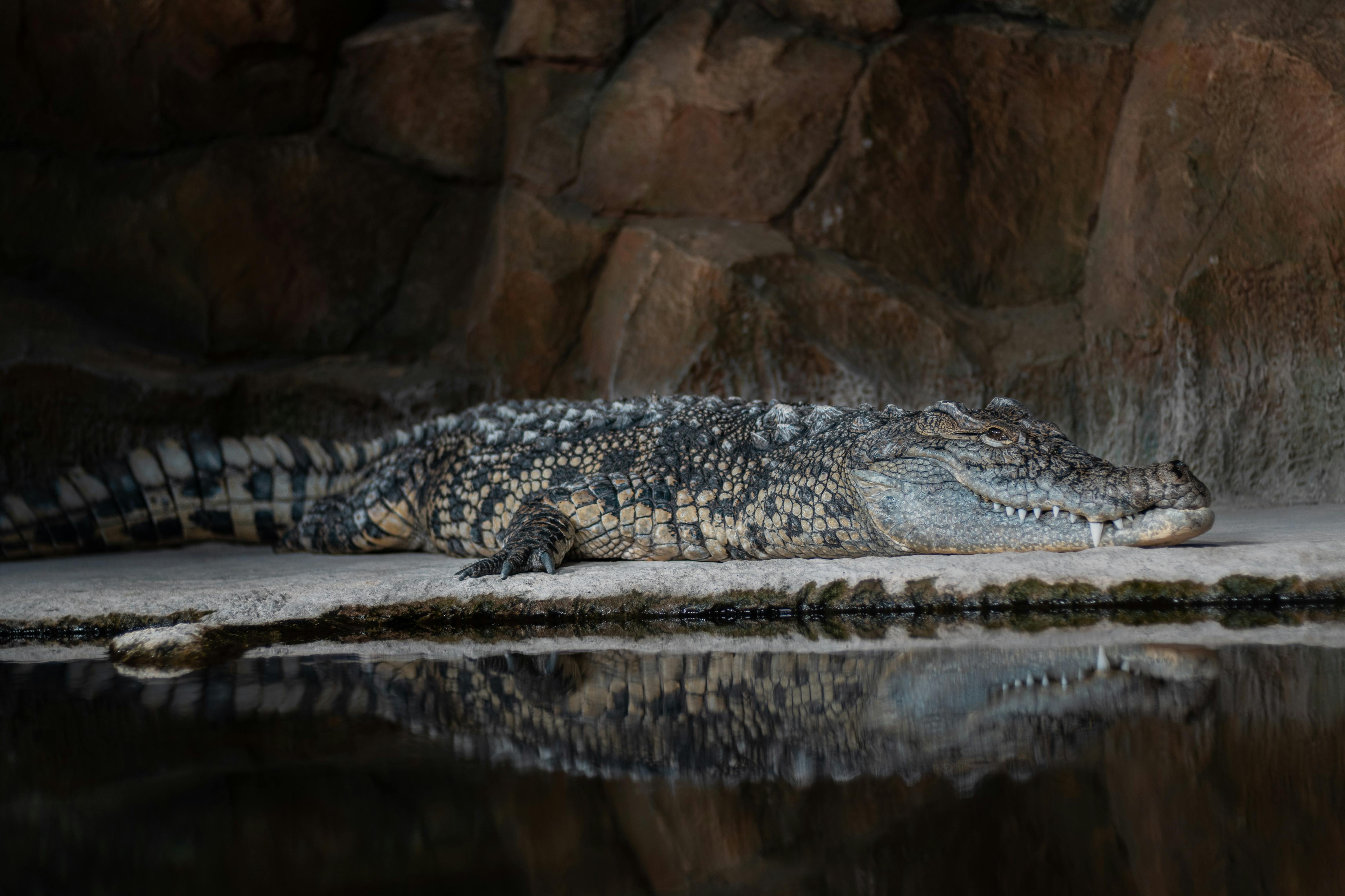 Alligator in a Cave · Free Stock Photo