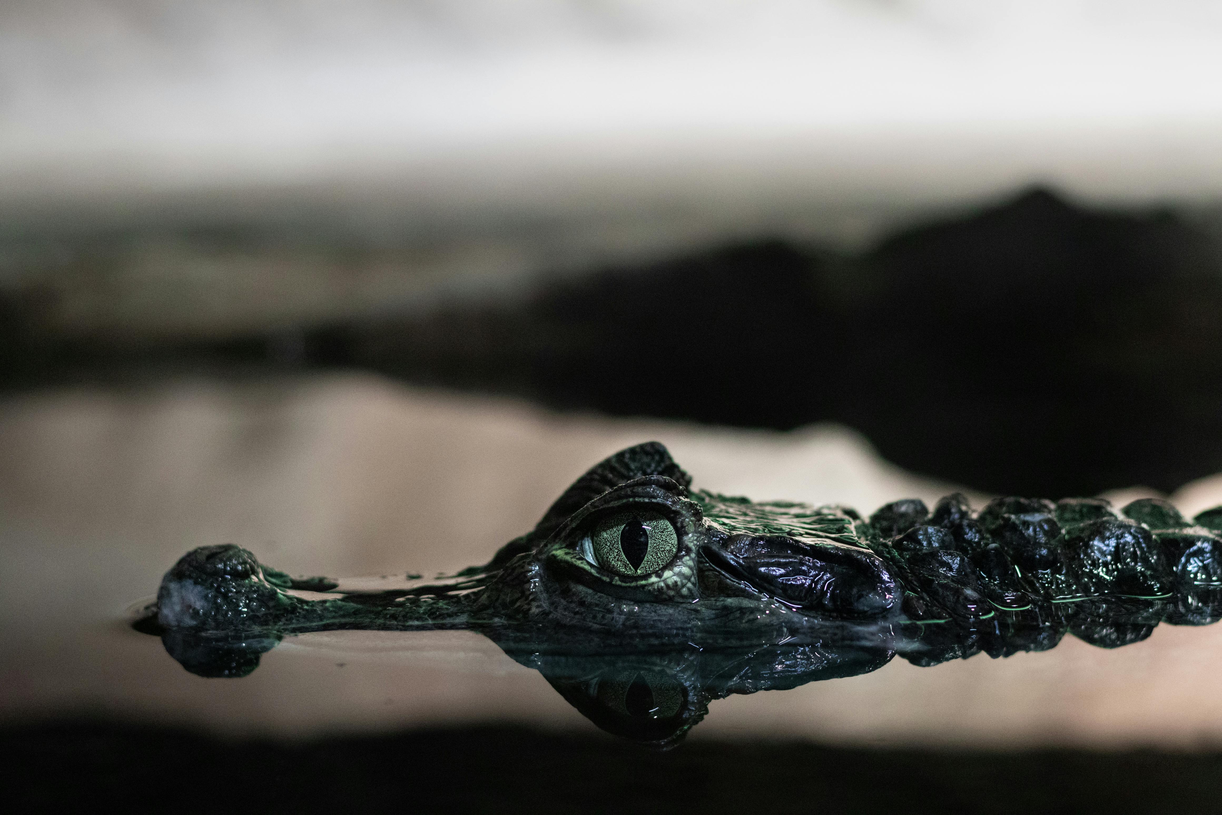 Aligator Photos, Download The BEST Free Aligator Stock Photos & HD Images