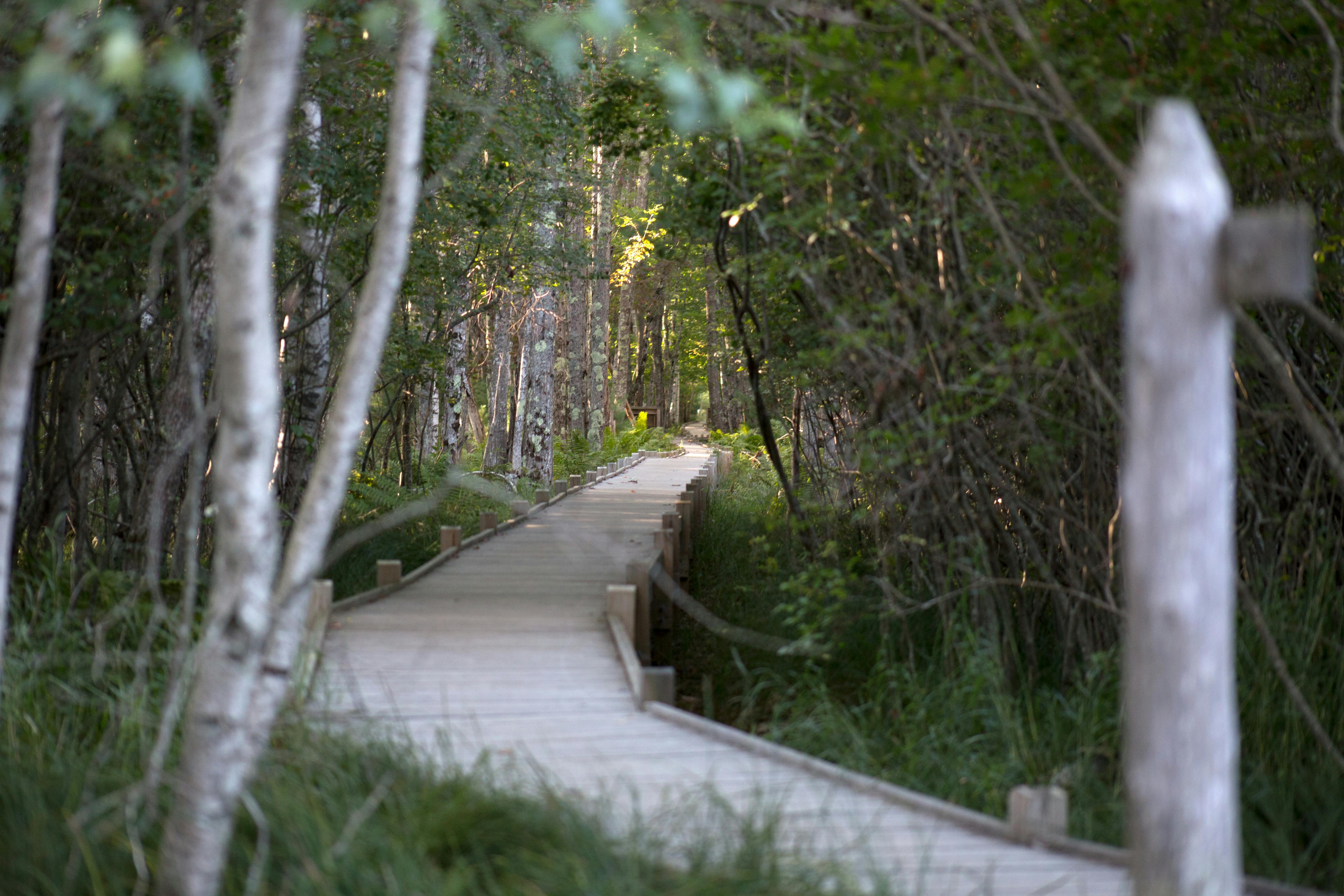 Brown Wooden Bridge over Green Trees · Free Stock Photo