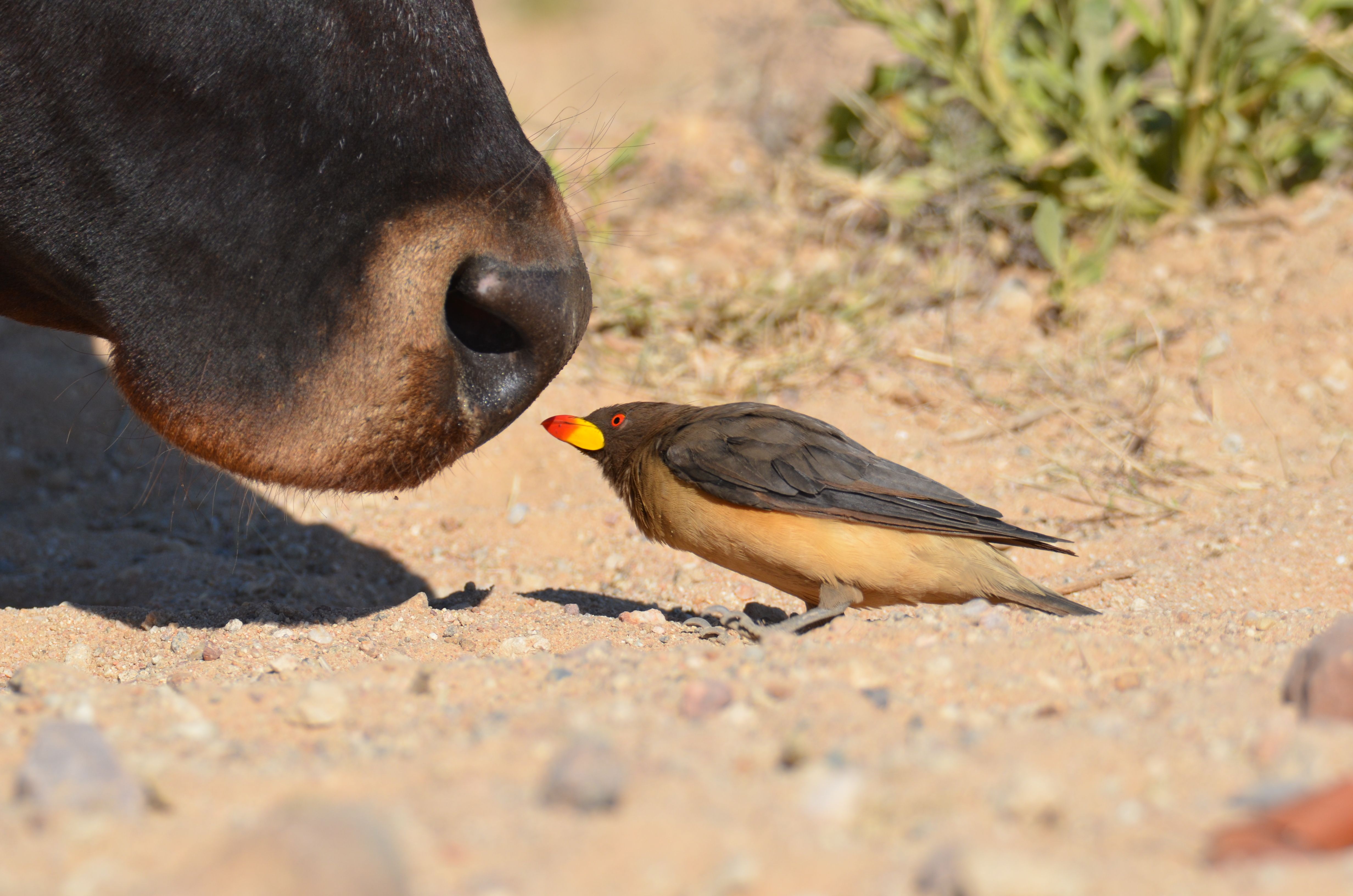 Ox with Red Billed Oxpecker · Free Stock Photo