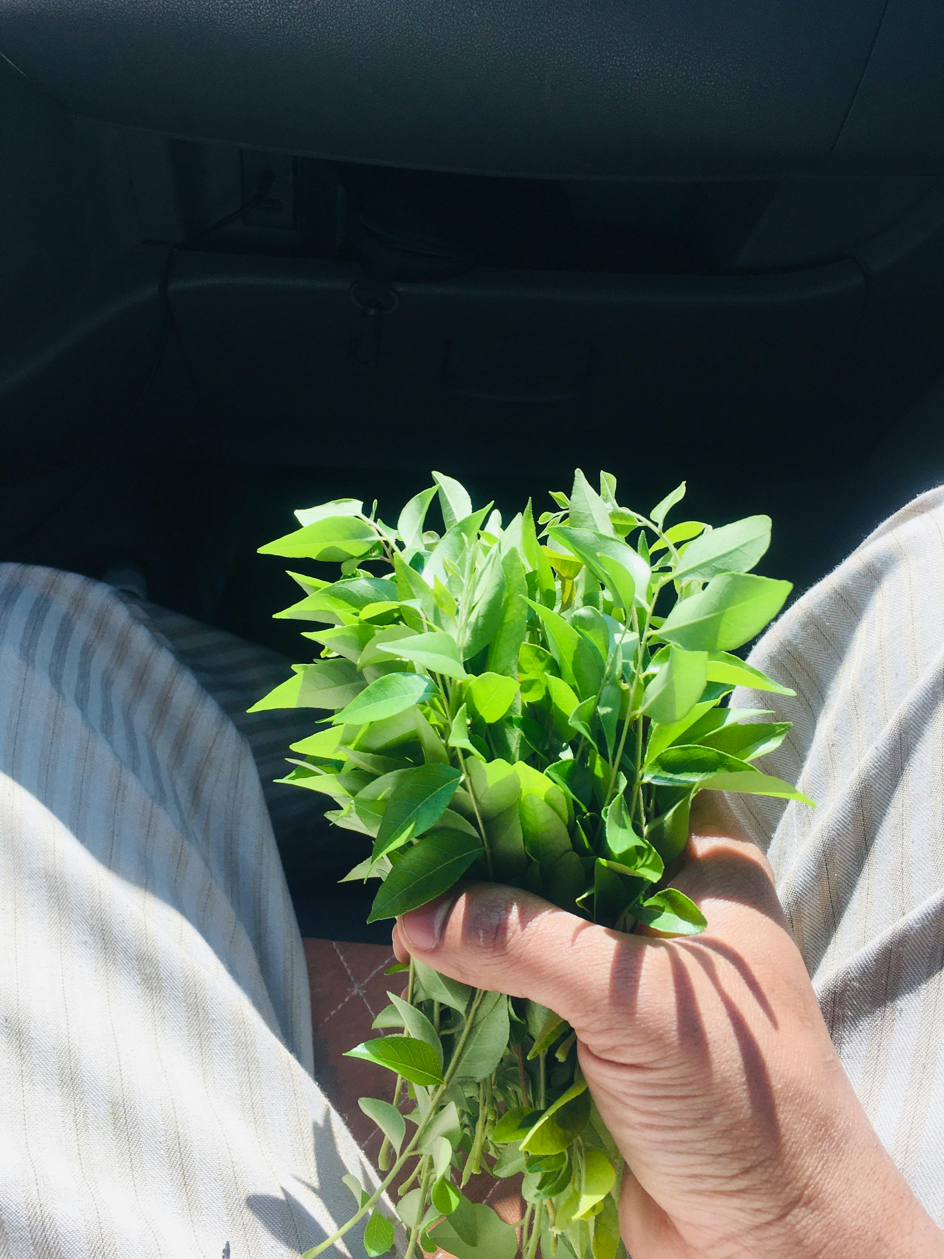 Connaught Plants Photos, Download The BEST Free Connaught Plants Stock ...