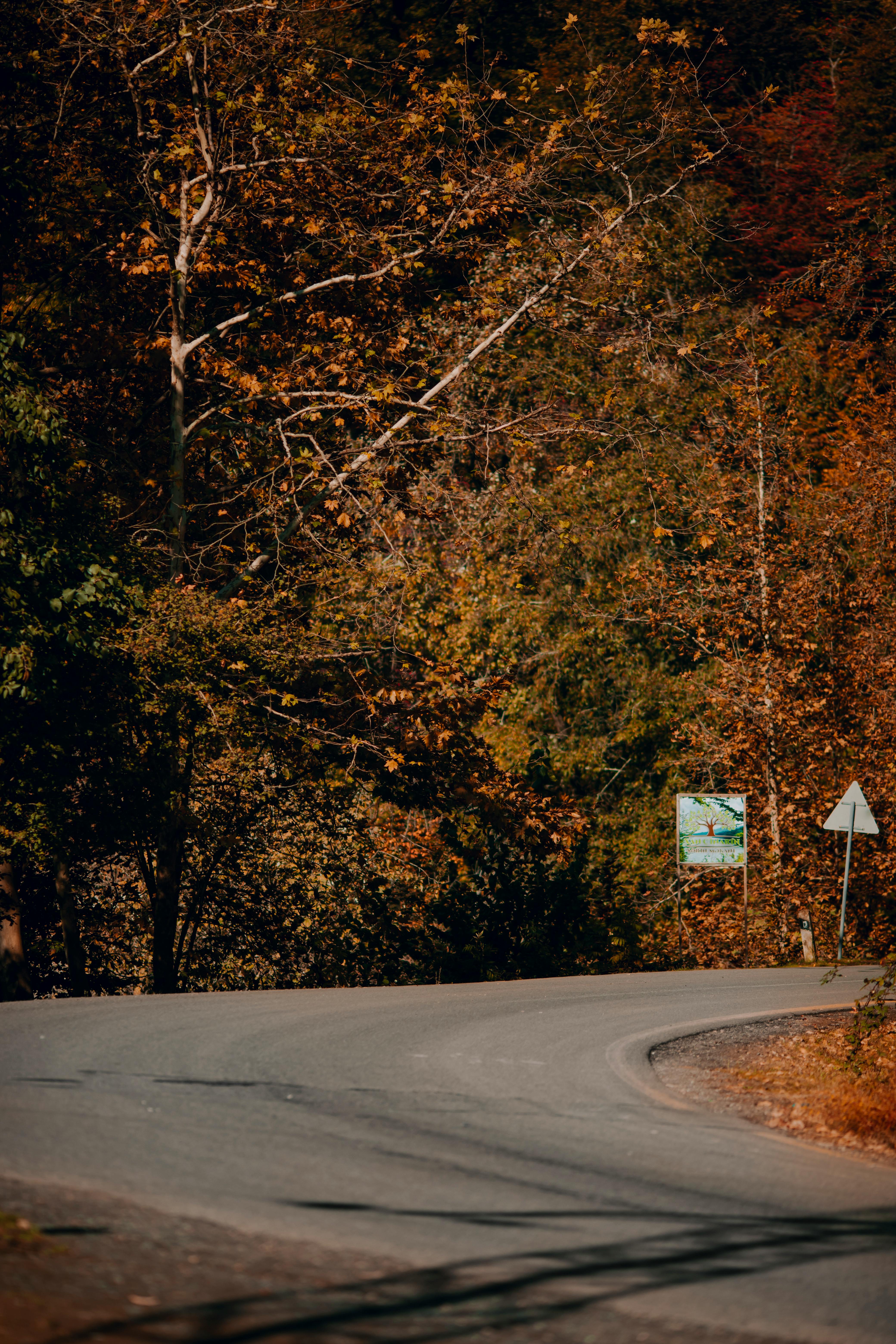 Road Curve and Trees in Autumn Leaves · Free Stock Photo