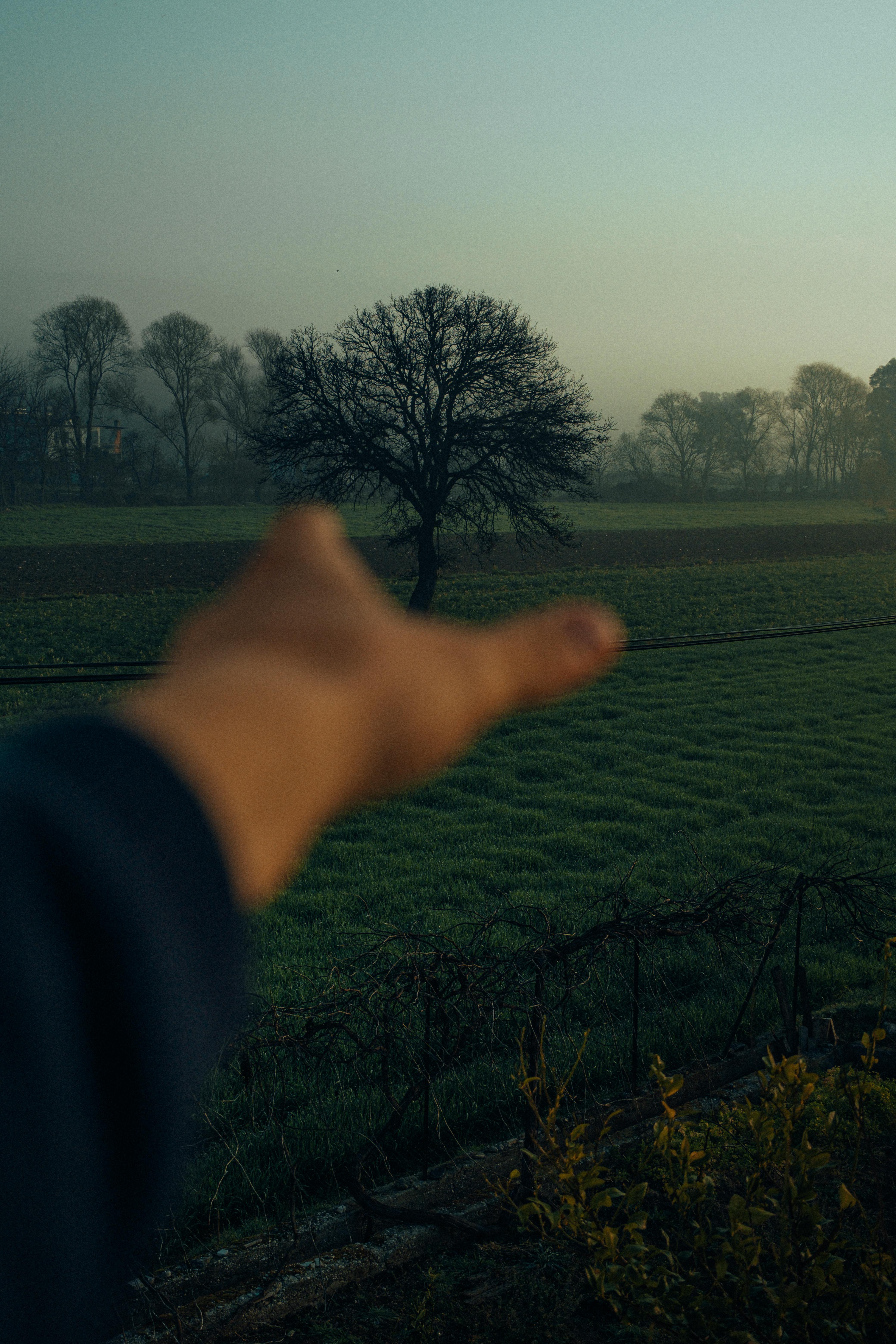 Man Pointing On a Lonely Tree on a Field · Free Stock Photo