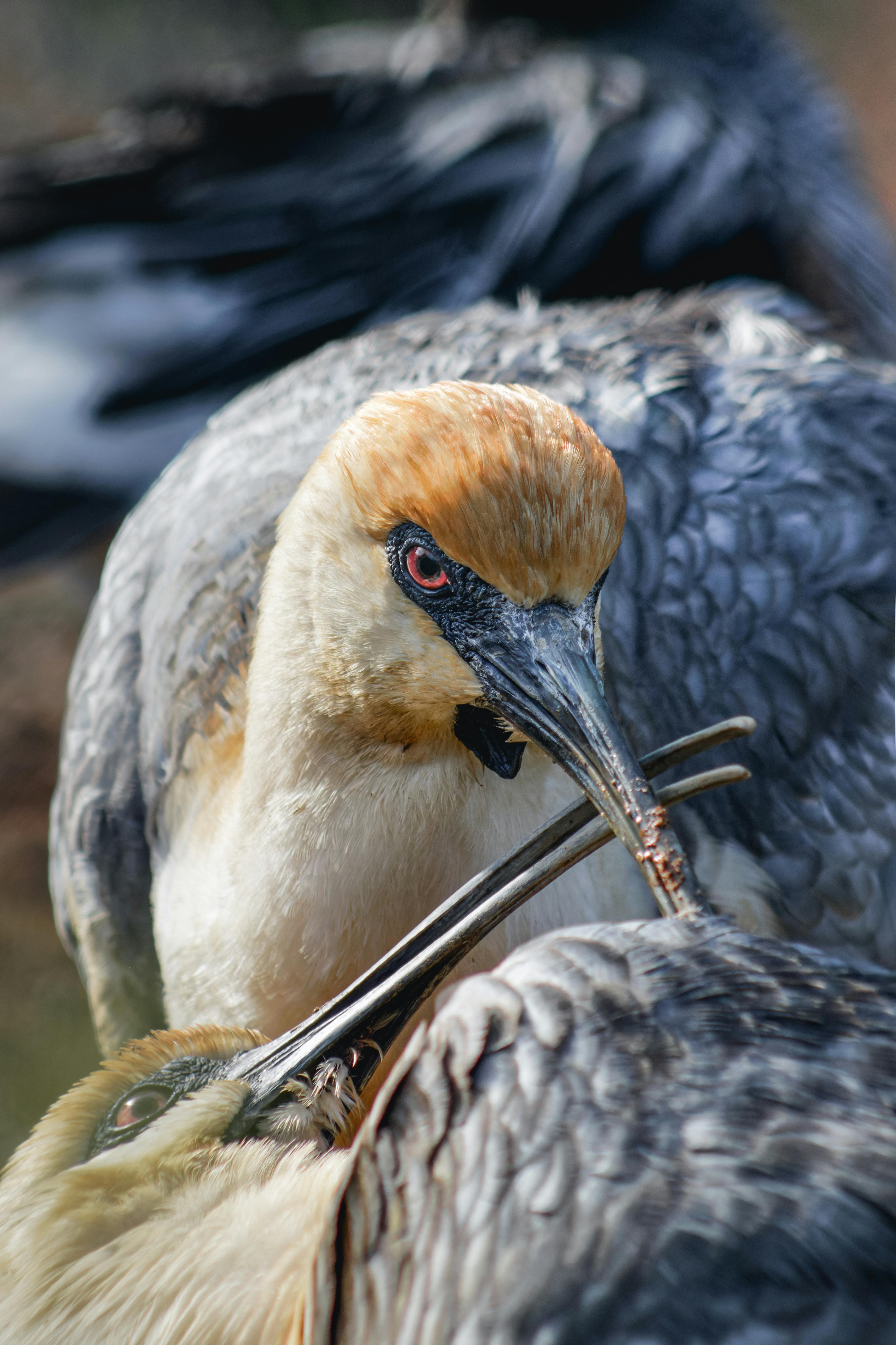 Birds Of Chile Photos, Download The BEST Free Birds Of Chile Stock ...