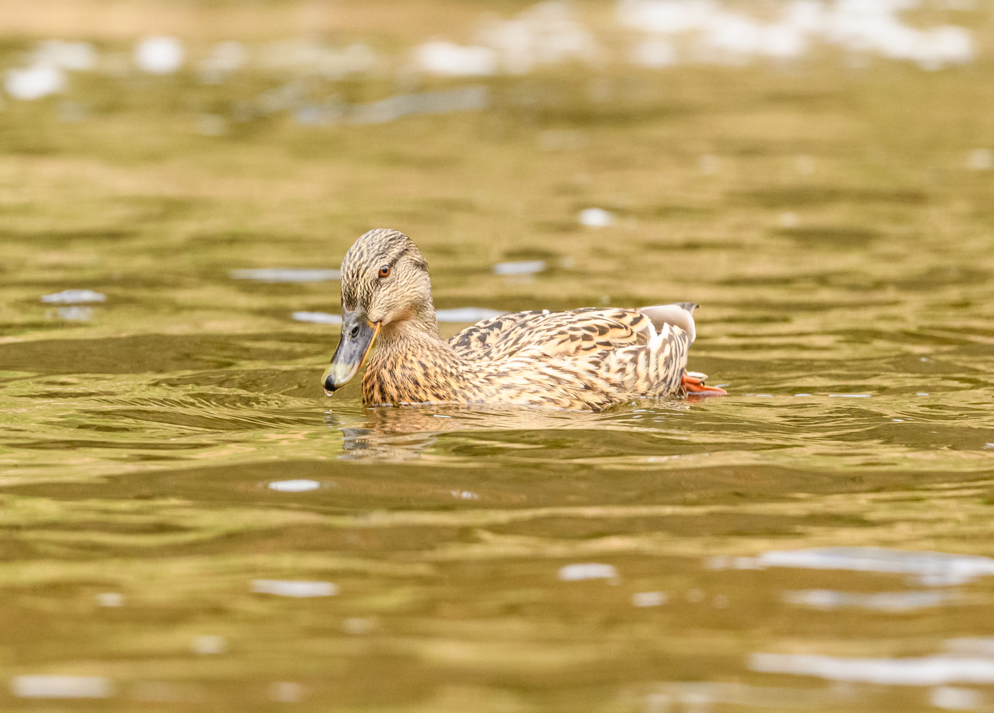 Photo gratuite de addition, anas platyrhynchos, animal, aviaire, bassin ...