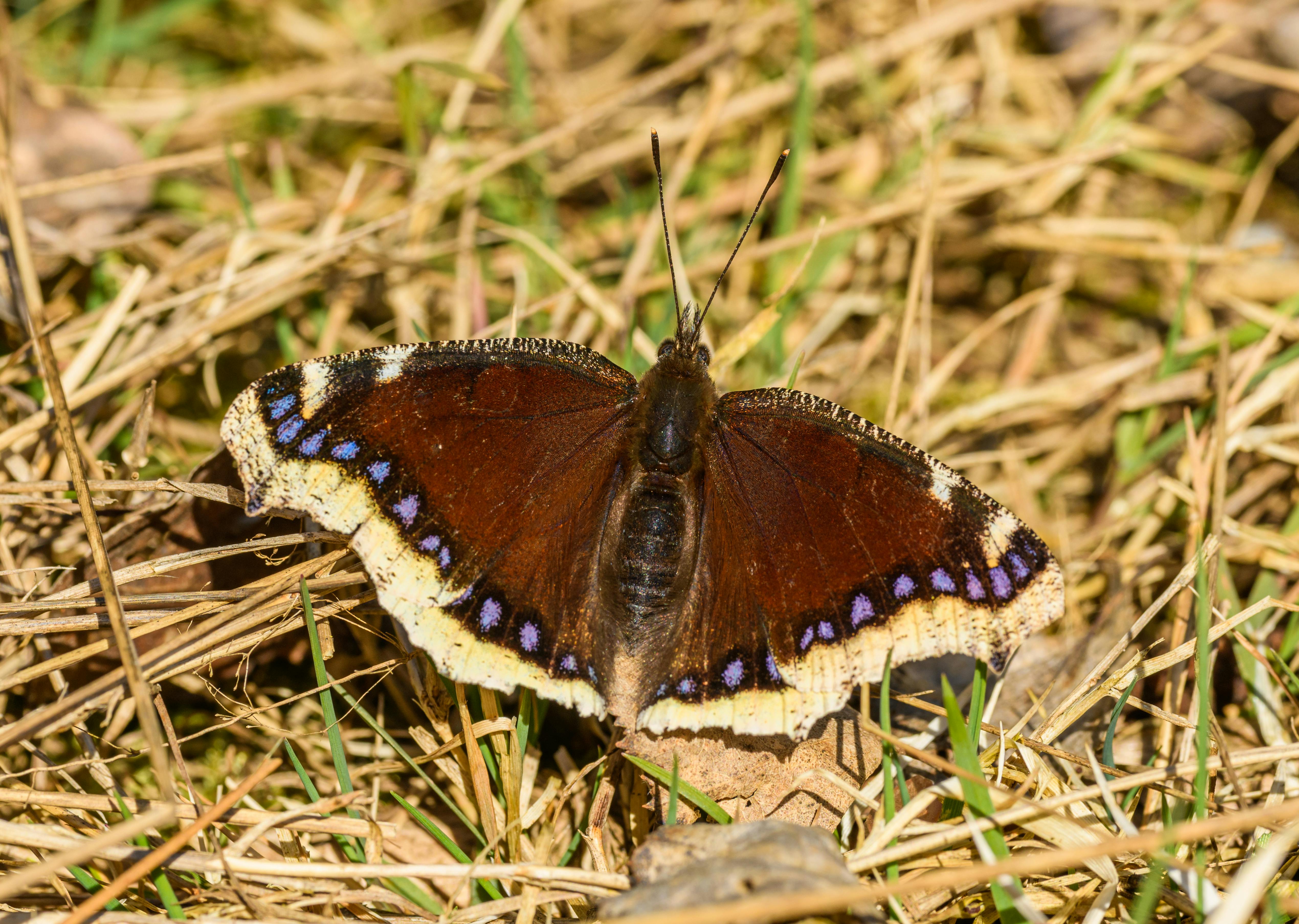 Blue Glassy Tiger Butterfly on a Floor · Free Stock Photo
