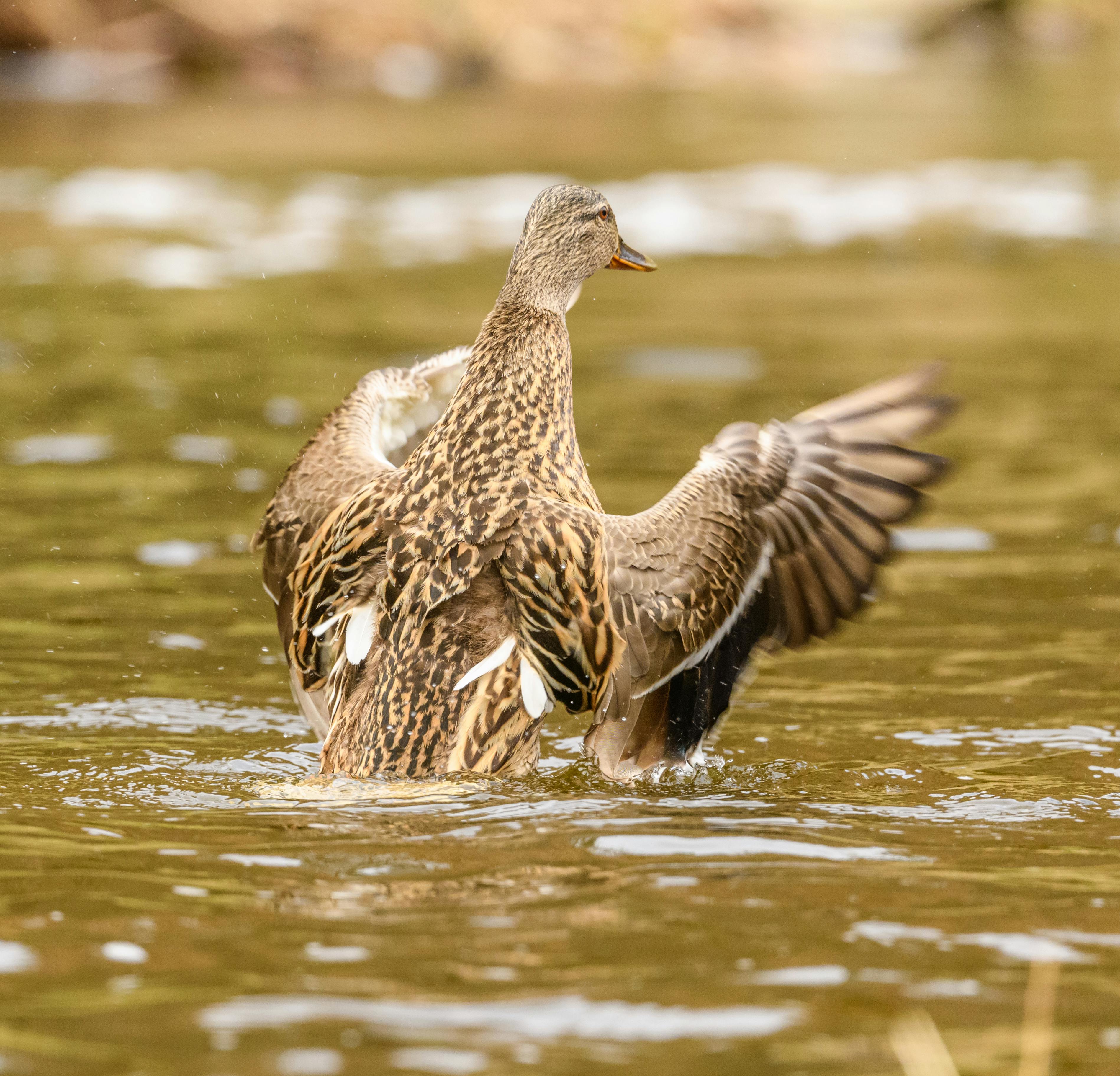 Duck in a Lake · Free Stock Photo