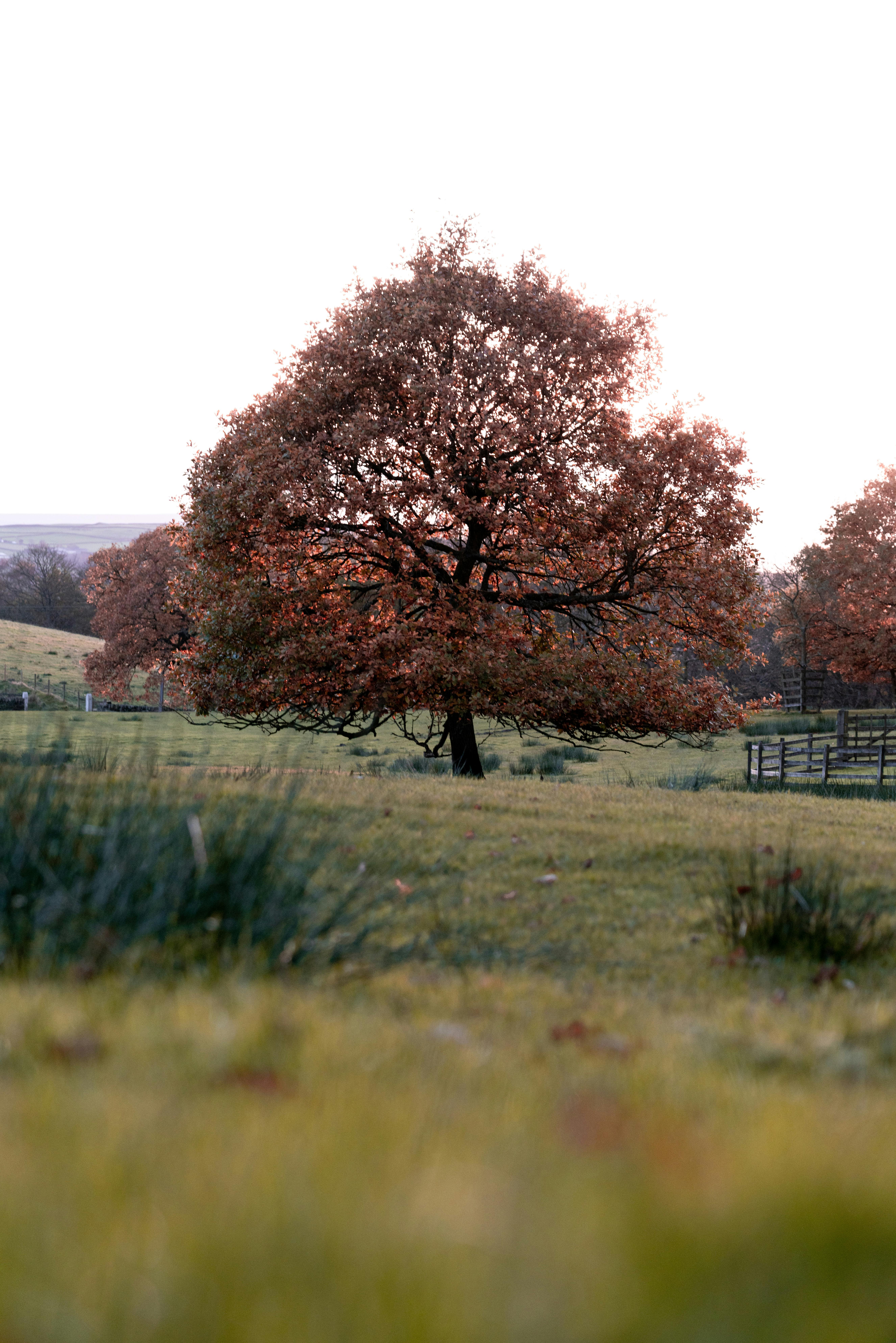 Wooden House Behind a Field · Free Stock Photo
