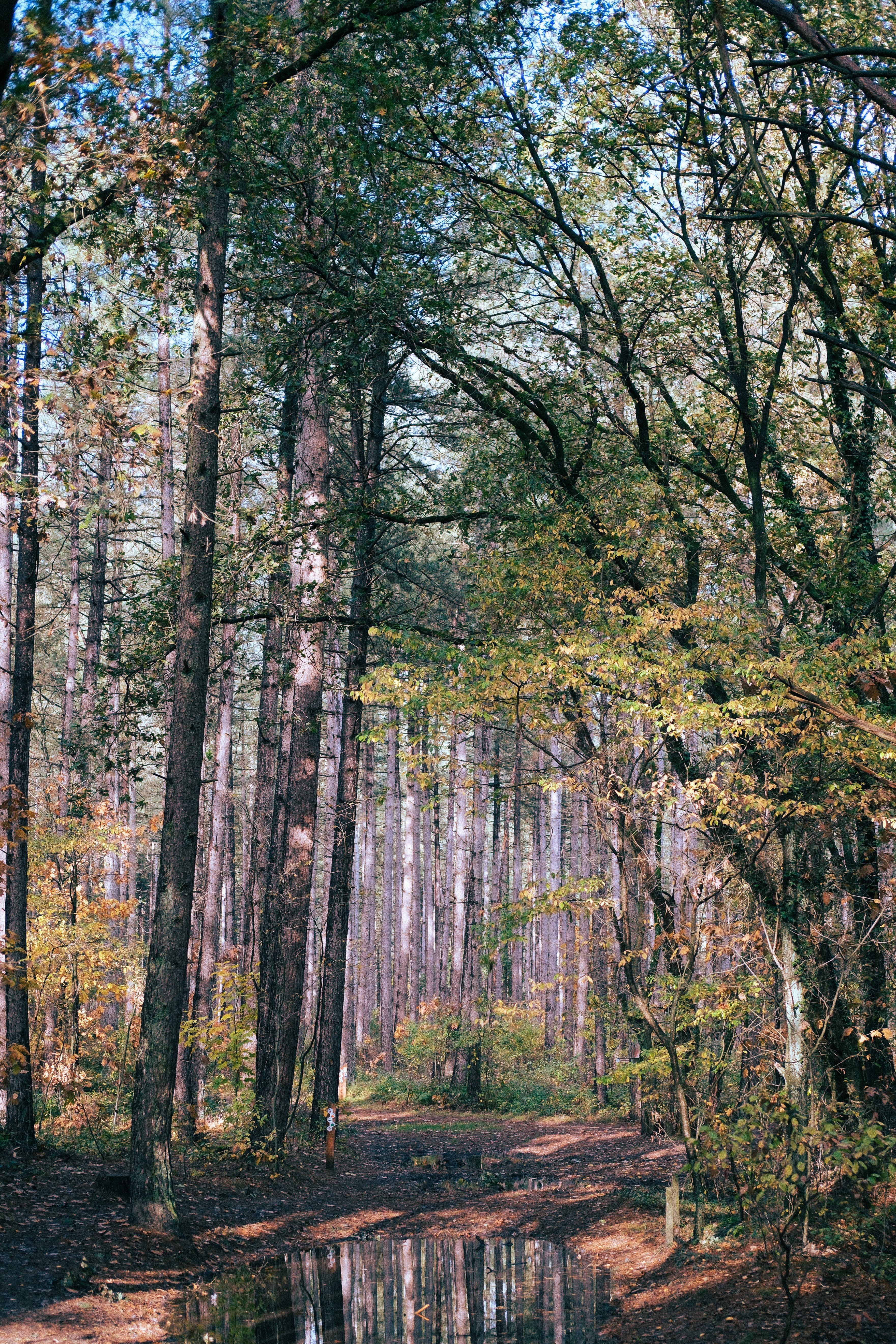 Little Pond in Forest · Free Stock Photo