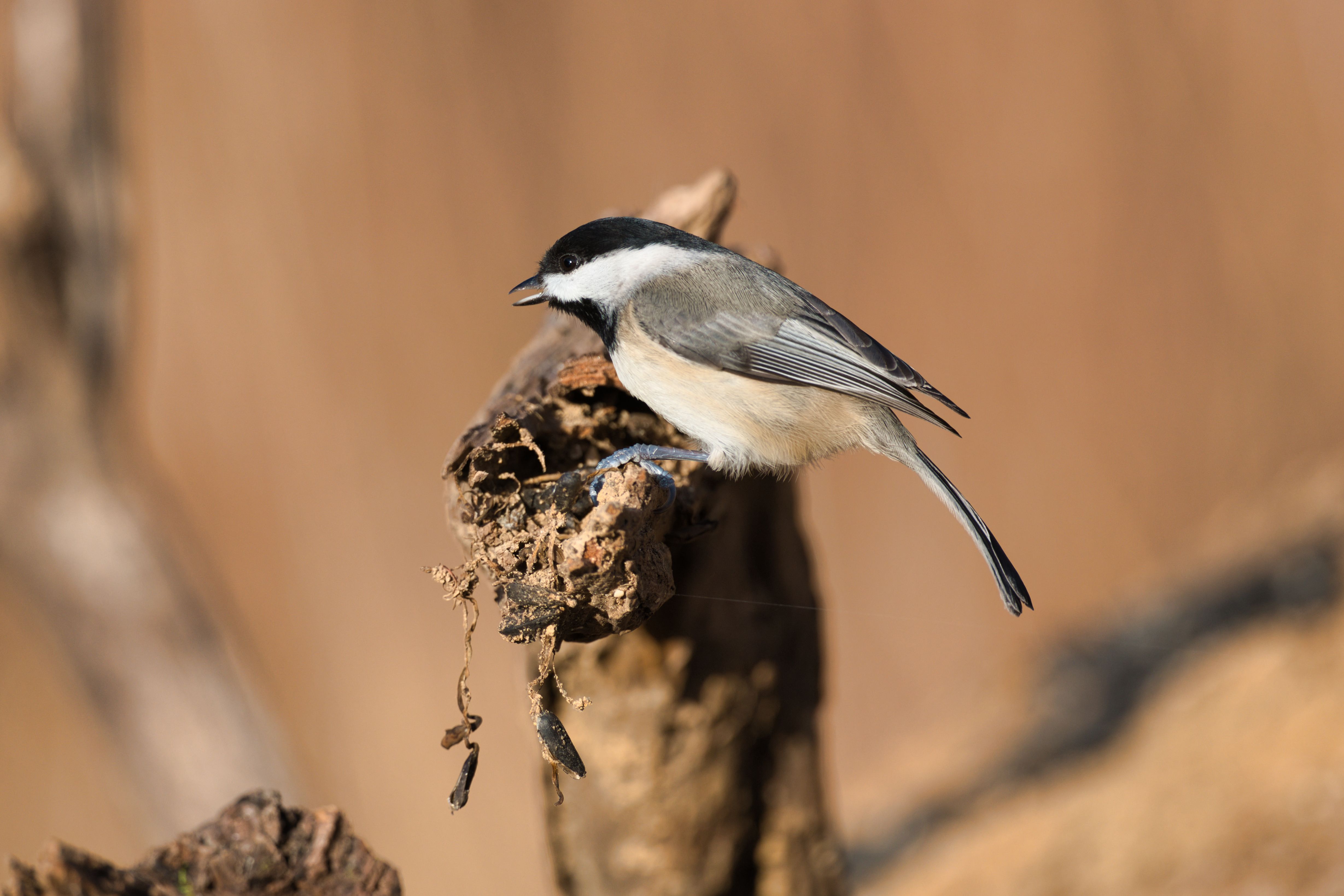 Little black capped chickadee on branch covered with snow · Free Stock ...