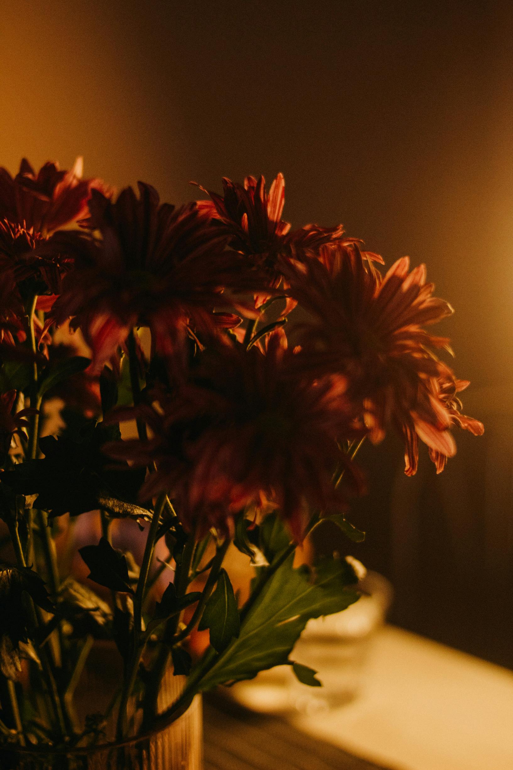 Flowers in Dim Light · Free Stock Photo