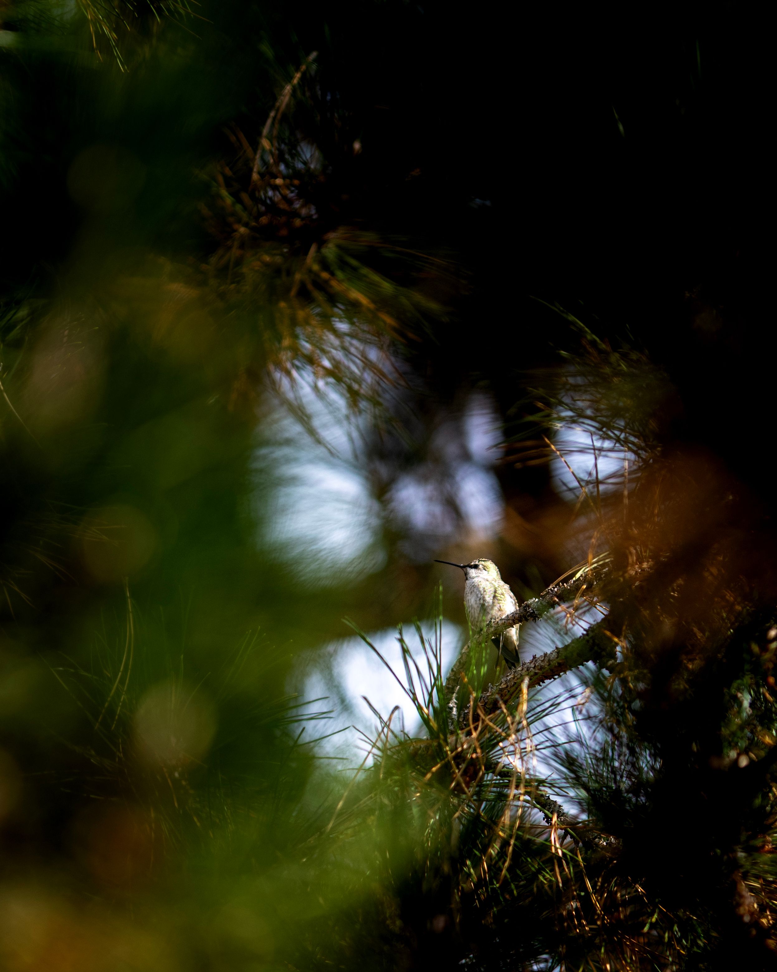 Female Black-chinned Hummingbird Among Pine Branches · Free Stock Photo