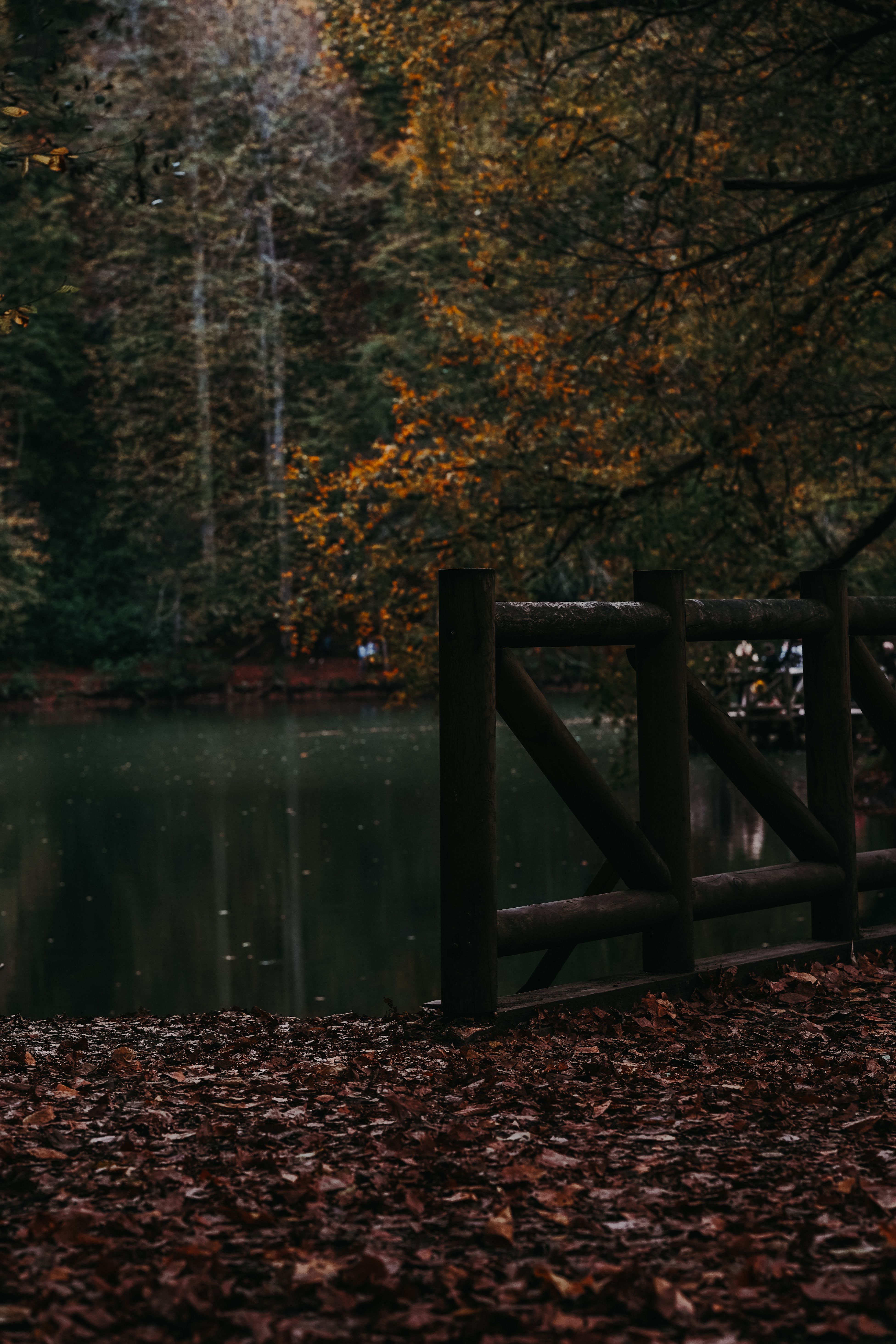 Dark Green Photo of a Pond in a Leafy Forest · Free Stock Photo