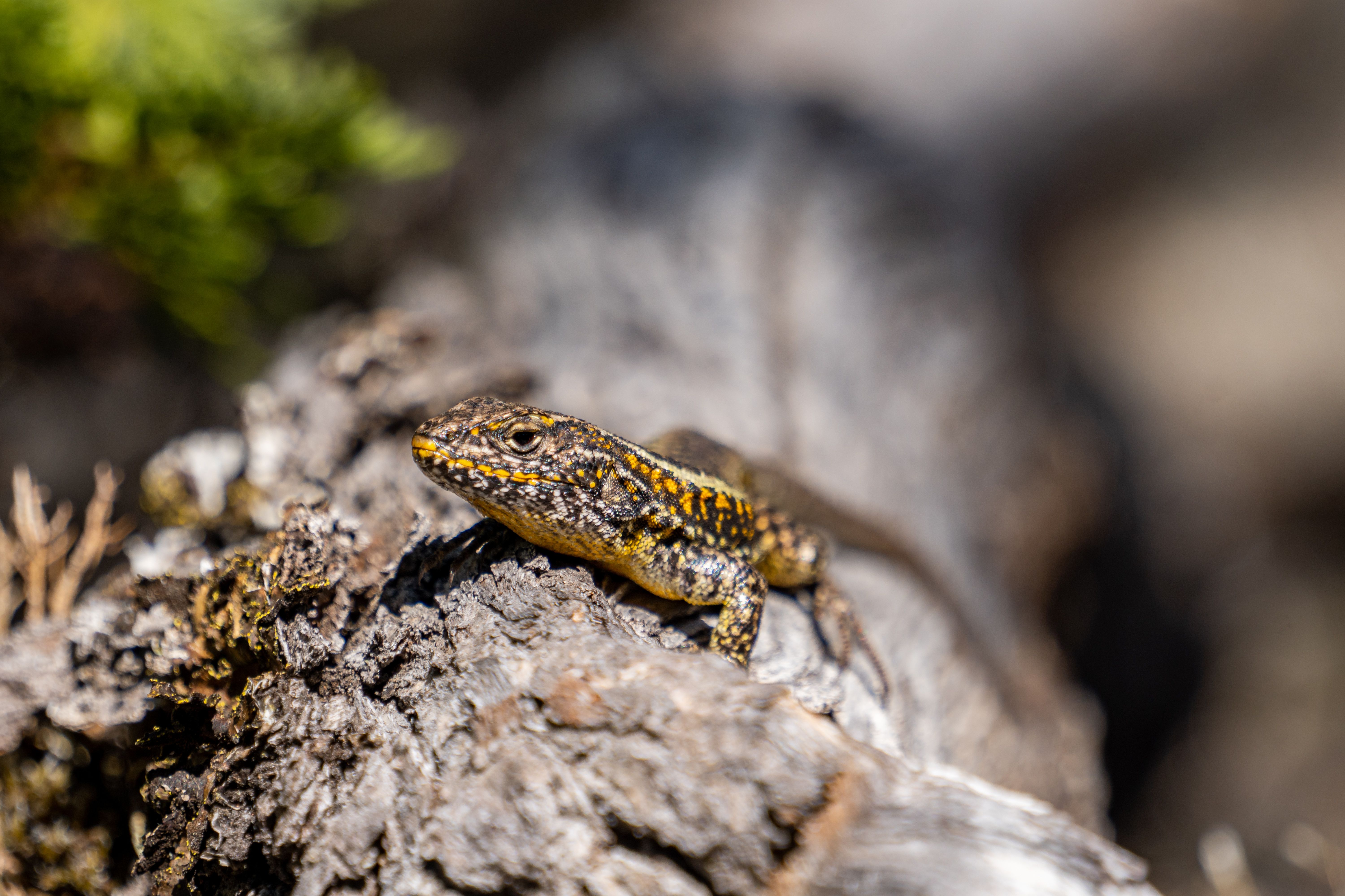 Galapagos Lava Lizard on a Tree Trunk · Free Stock Photo