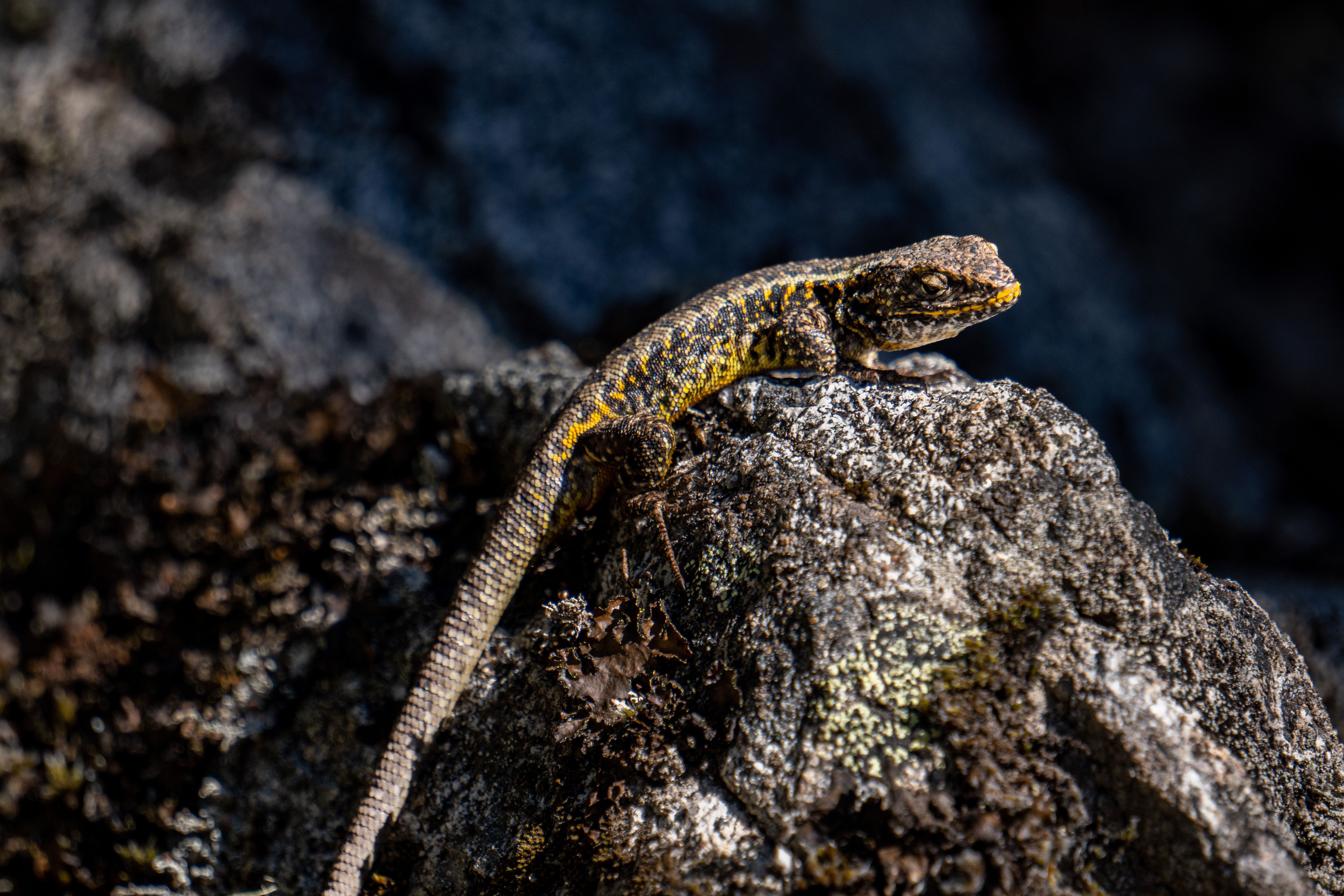 Galapagos Lava Lizard on a Rock · Free Stock Photo