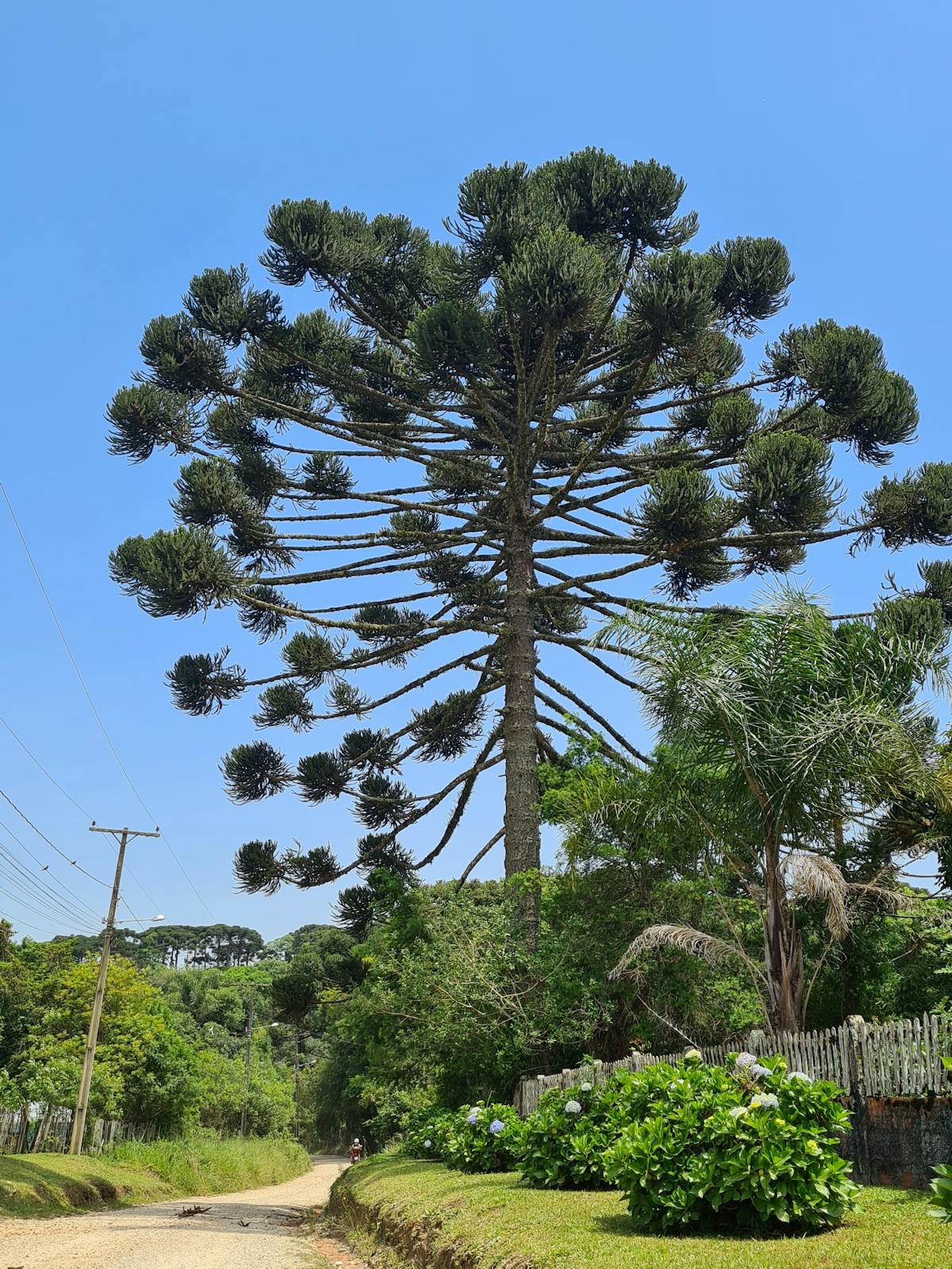 Tree Ima Photos, Download The BEST Free Tree Ima Stock Photos & HD Images