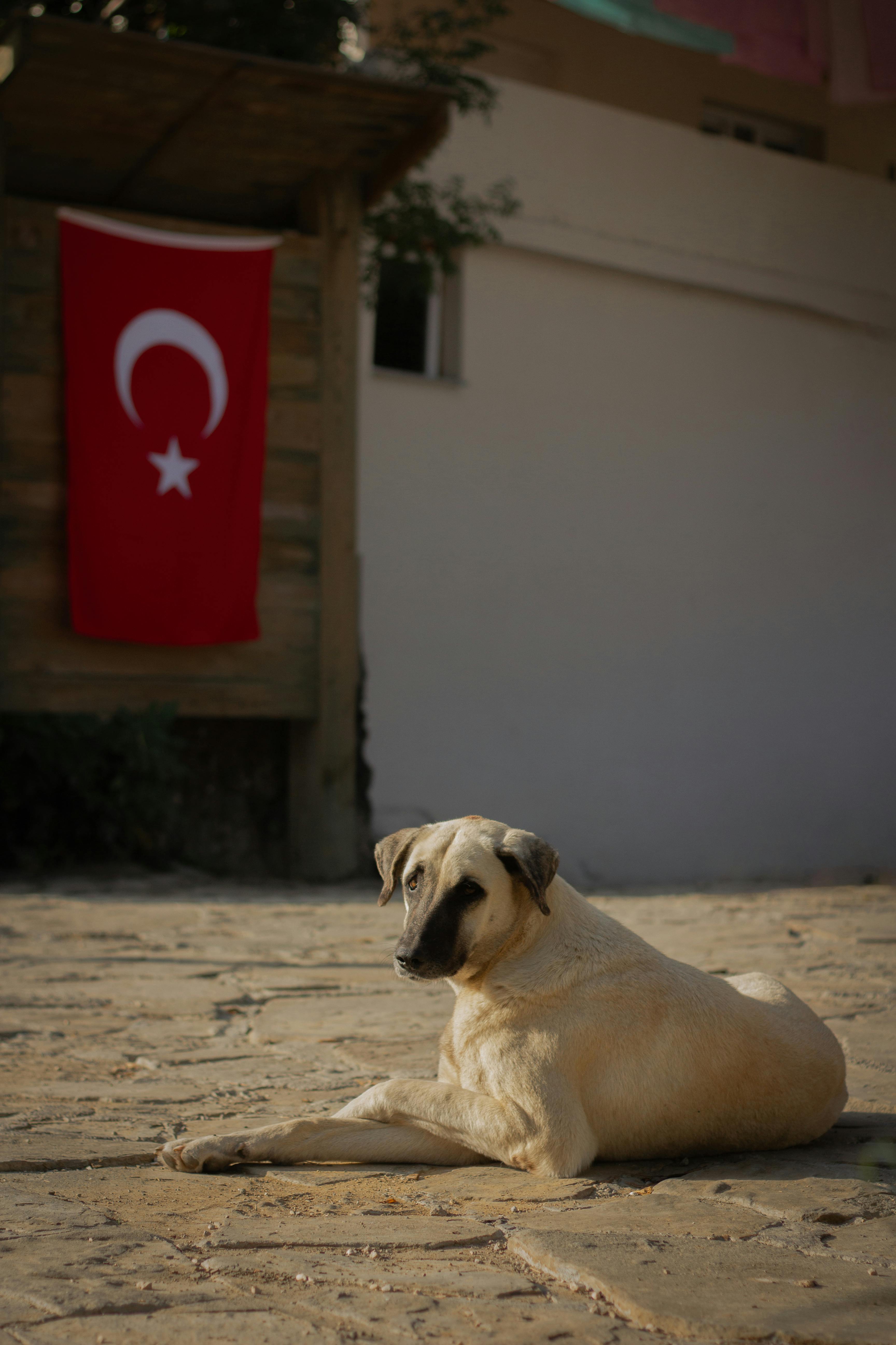 Turkish Dog Photos, Download The BEST Free Turkish Dog Stock Photos ...