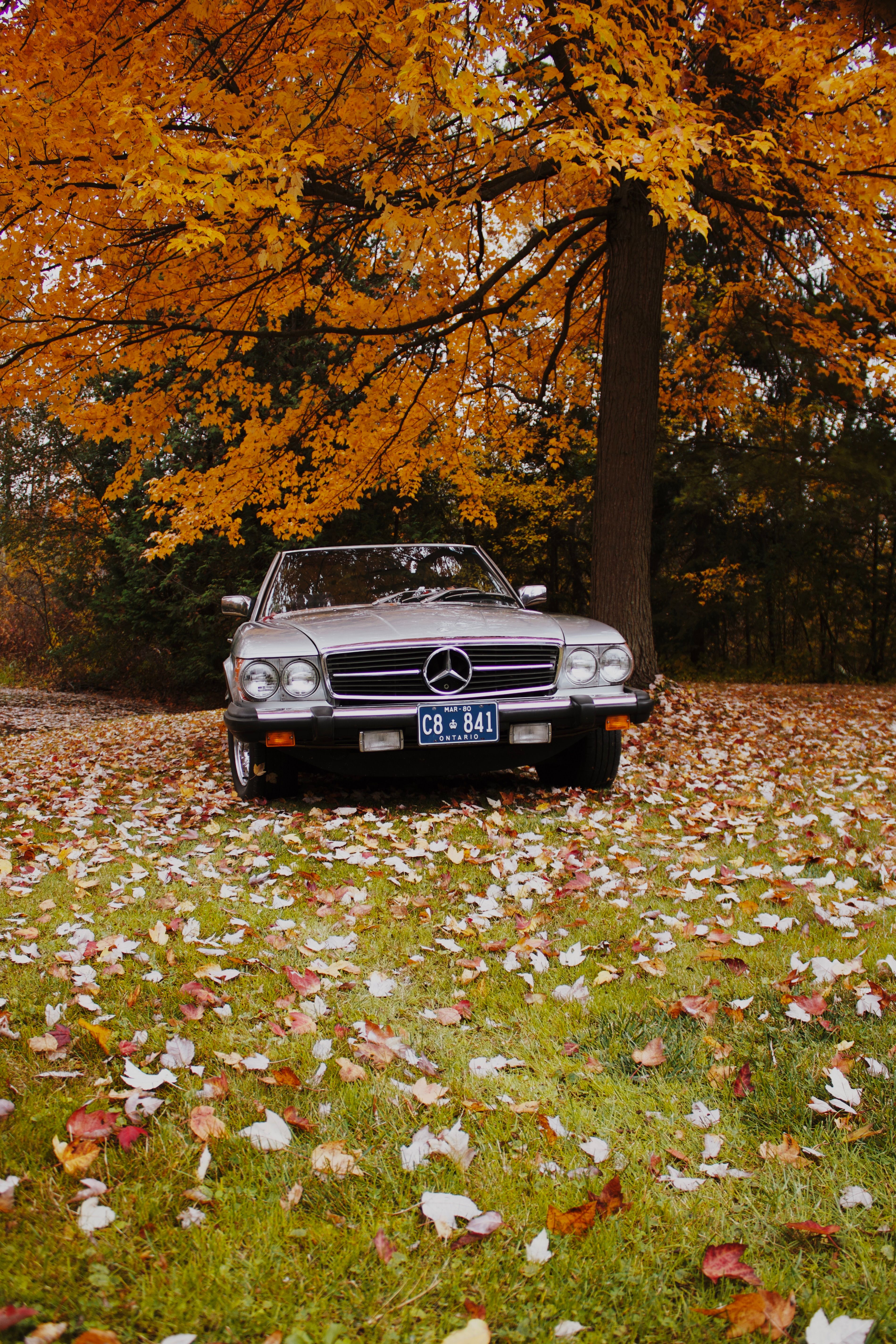 A Vintage Mercedes Parked on the Lawn under Autumnal Trees · Free Stock ...