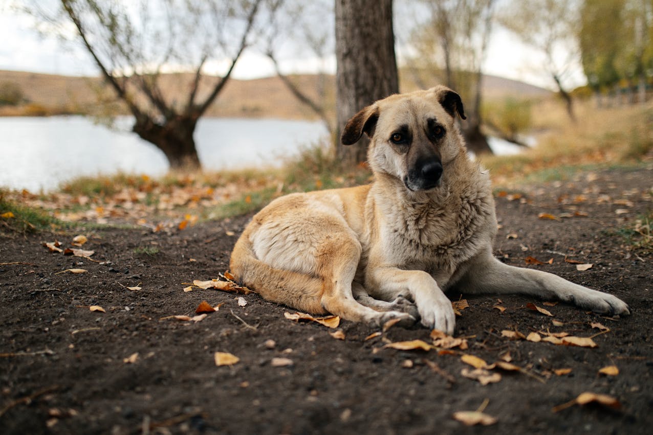 Kangal Turco Dog: Essential Care and Ownership Guide