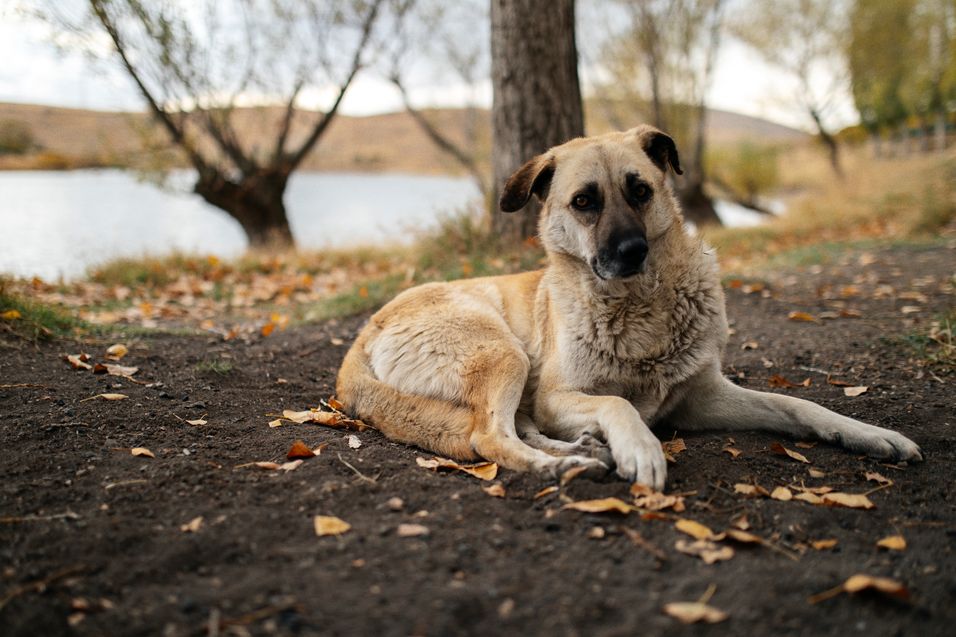 Kangaroo Dog: The Mysterious Hunter of Australia's Wilds