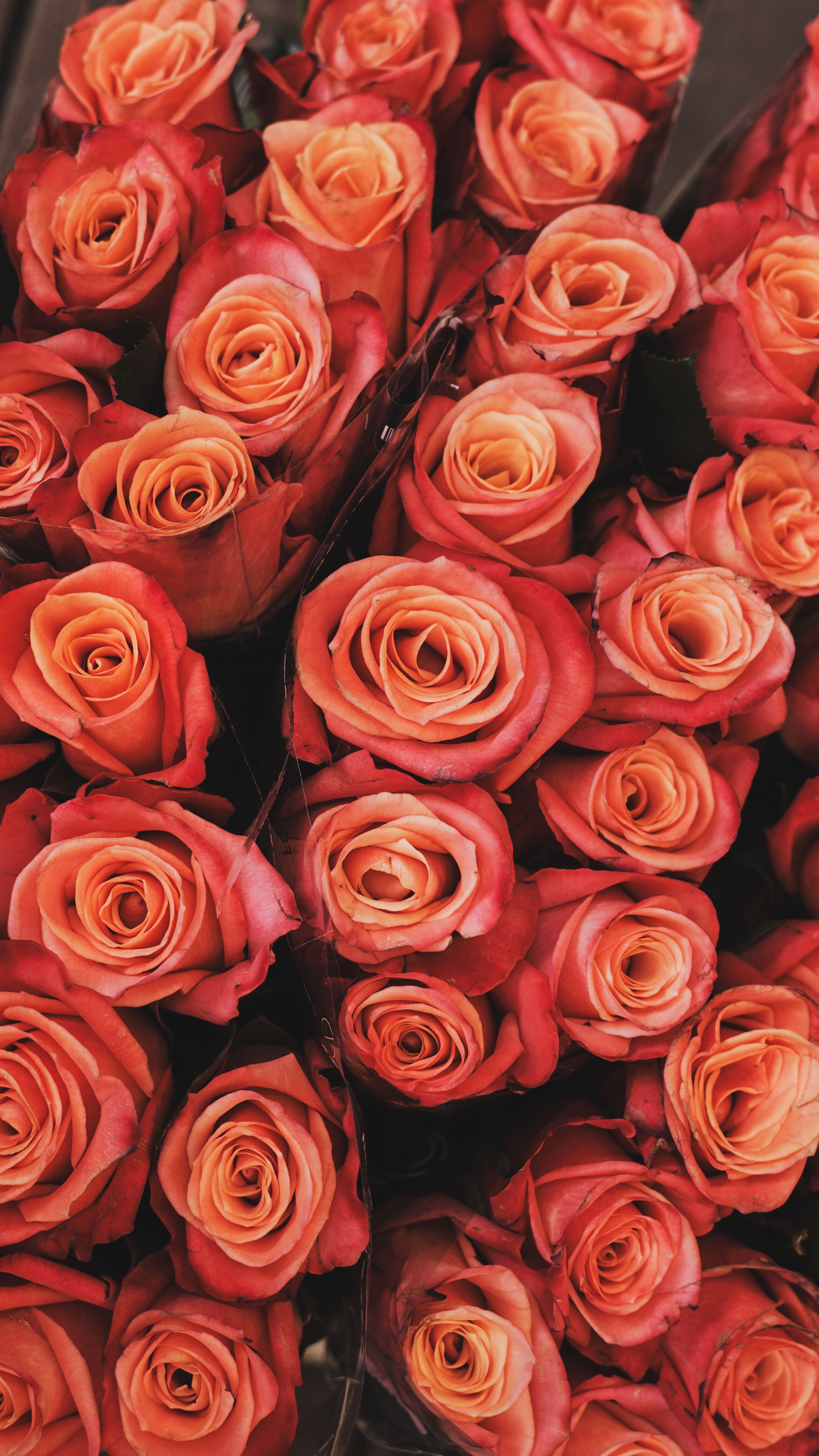 Beautiful Roses in Overhead View · Free Stock Photo