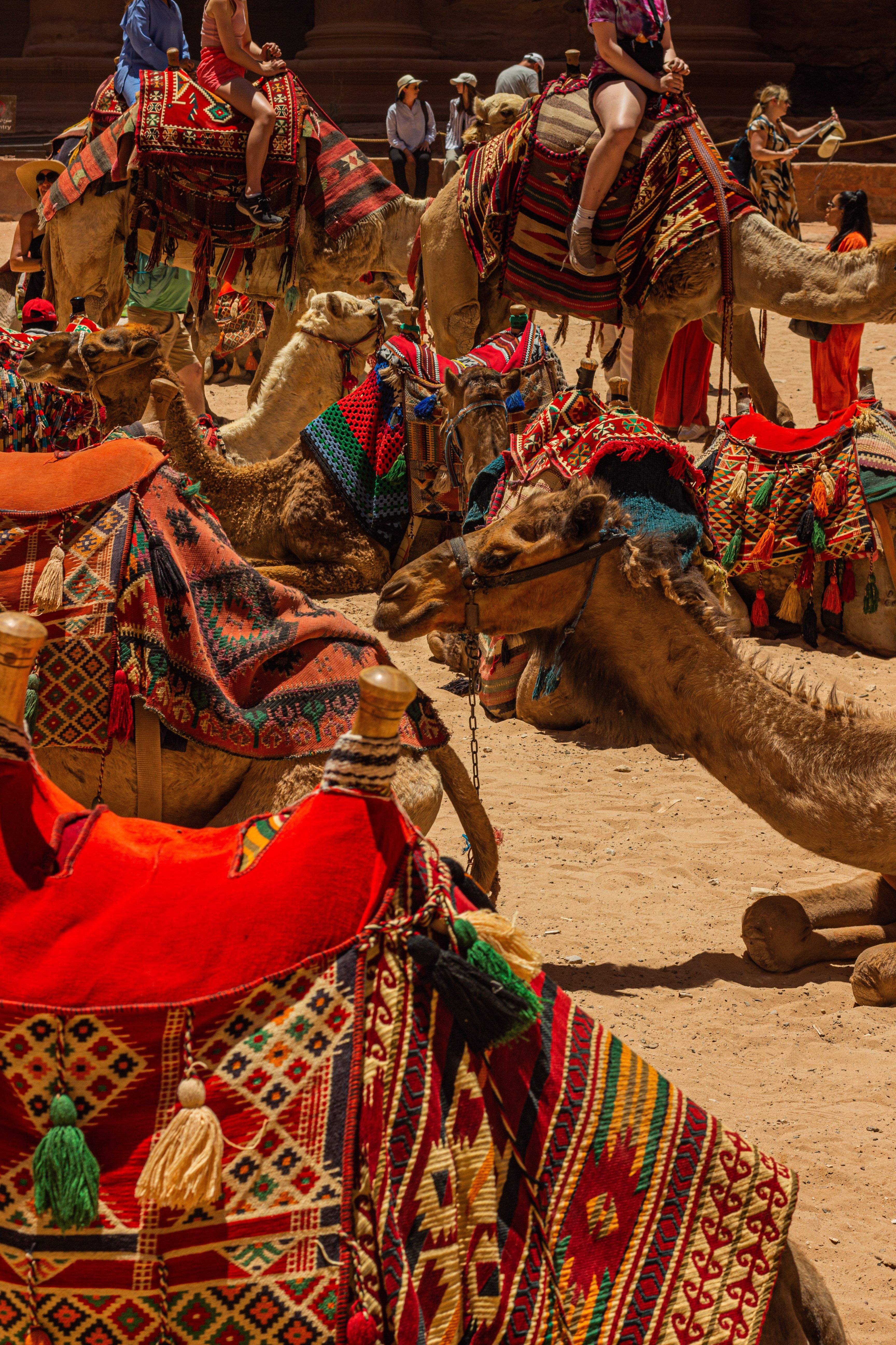 View of Camels with Colorful Saddles Sitting on the Ground · Free Stock ...