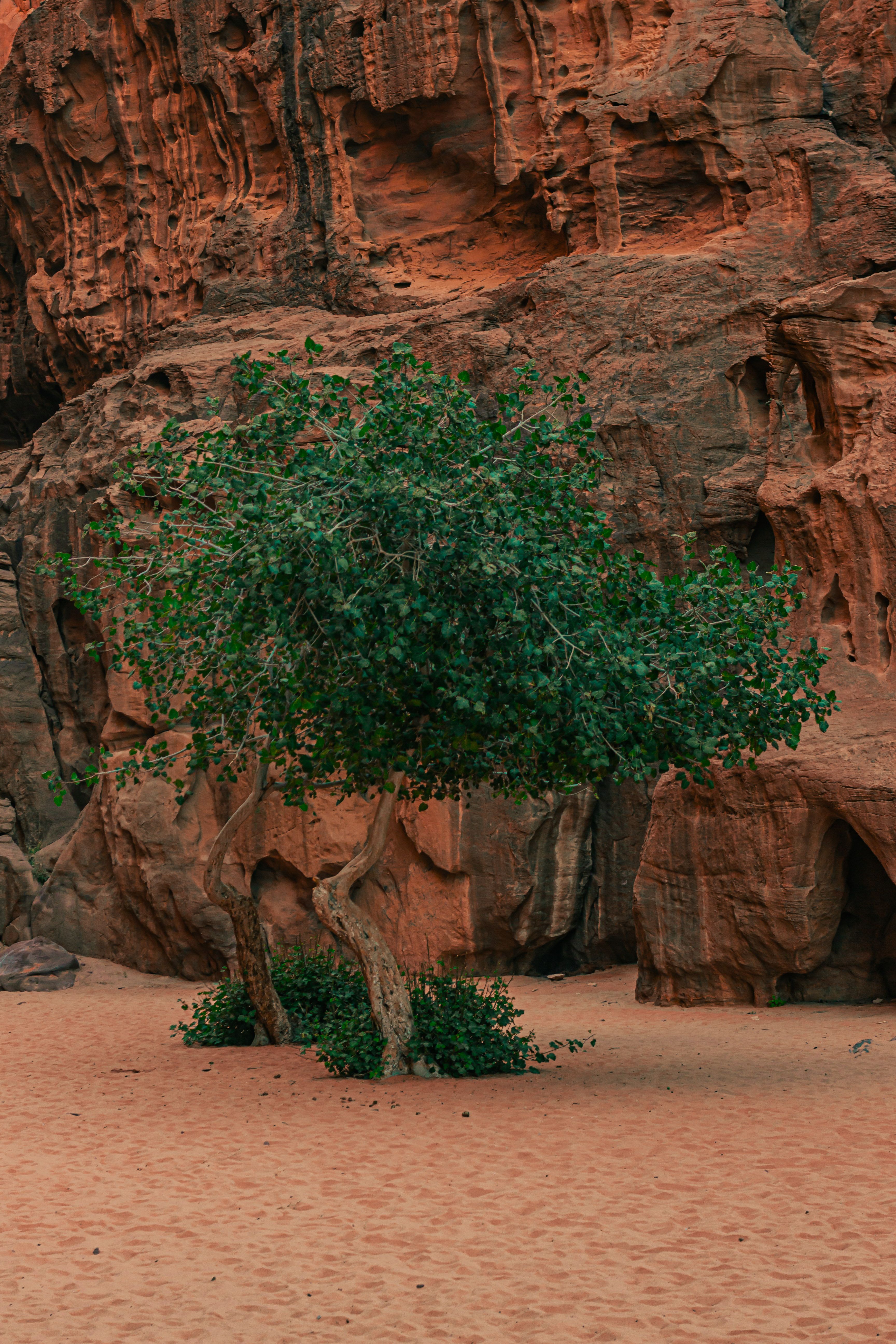 A Green Tree on the Background of a Rough Rock Formation in Wadi Rum ...