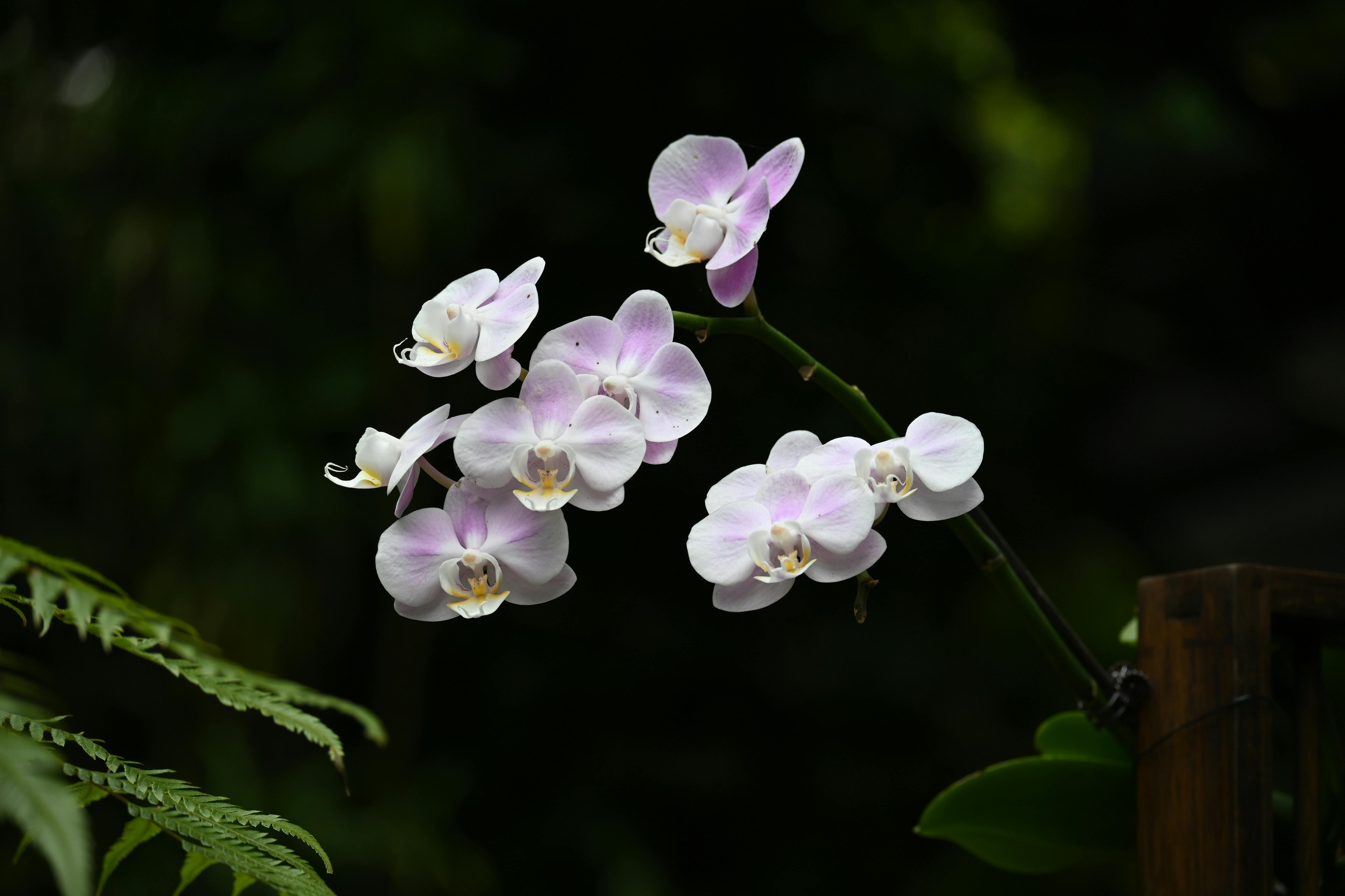 Windo Flower Backgrounds Photos, Download The BEST Free Windo Flower ...