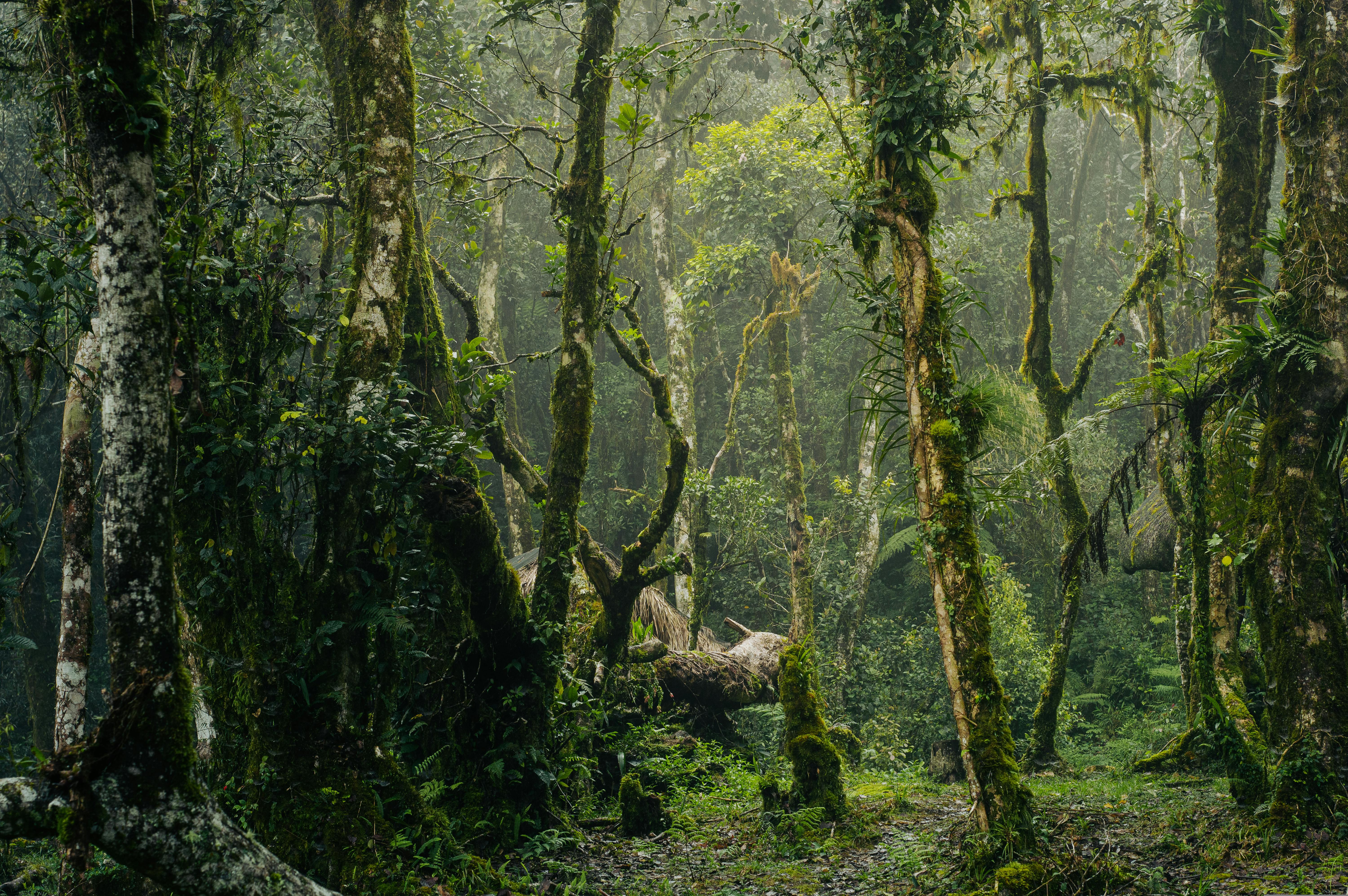 Photo gratuite de arbres, arbres de la forêt tropicale, auvent ...