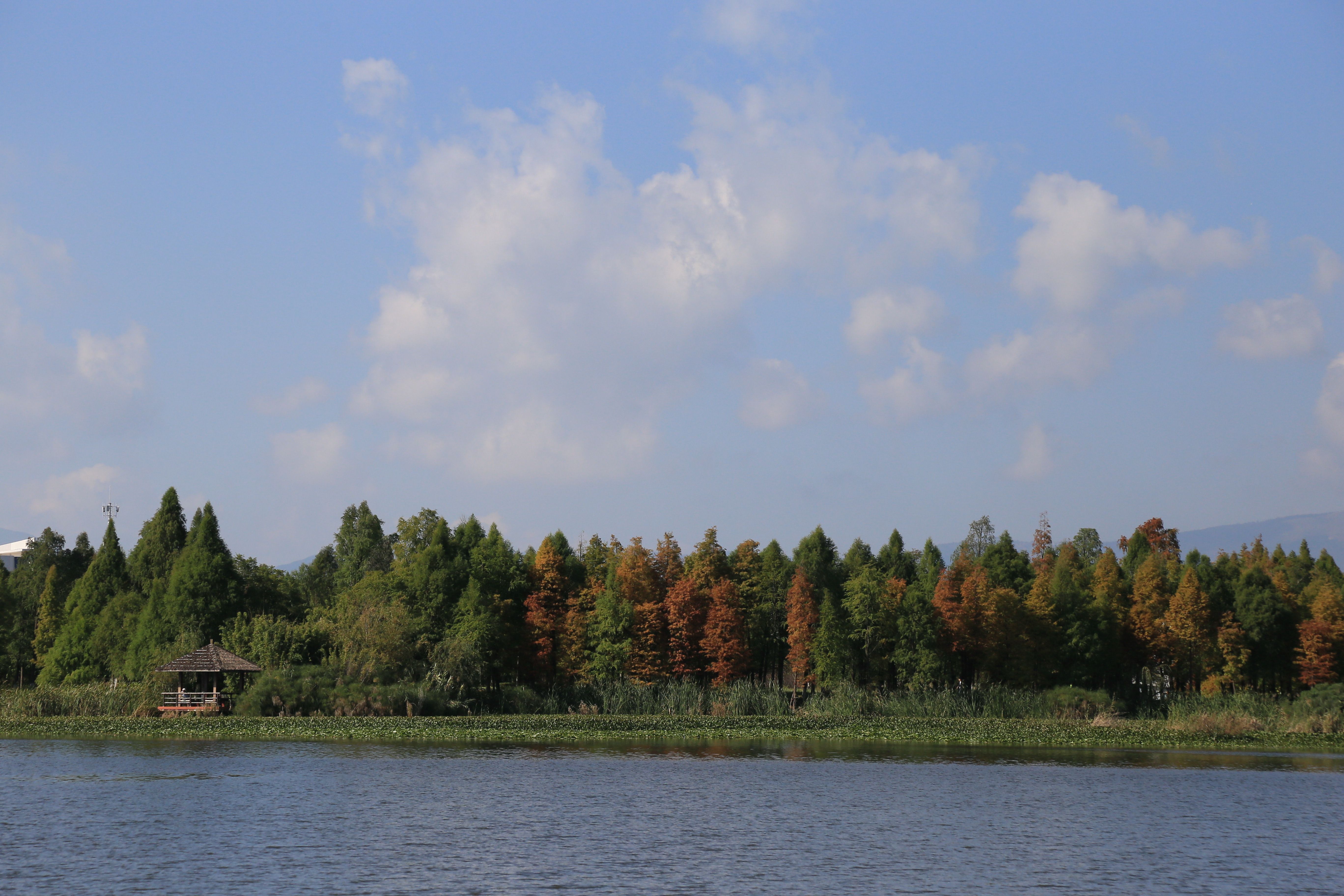 Waterfront View of Forest on Lake Shore under Blue Sky · Free Stock Photo