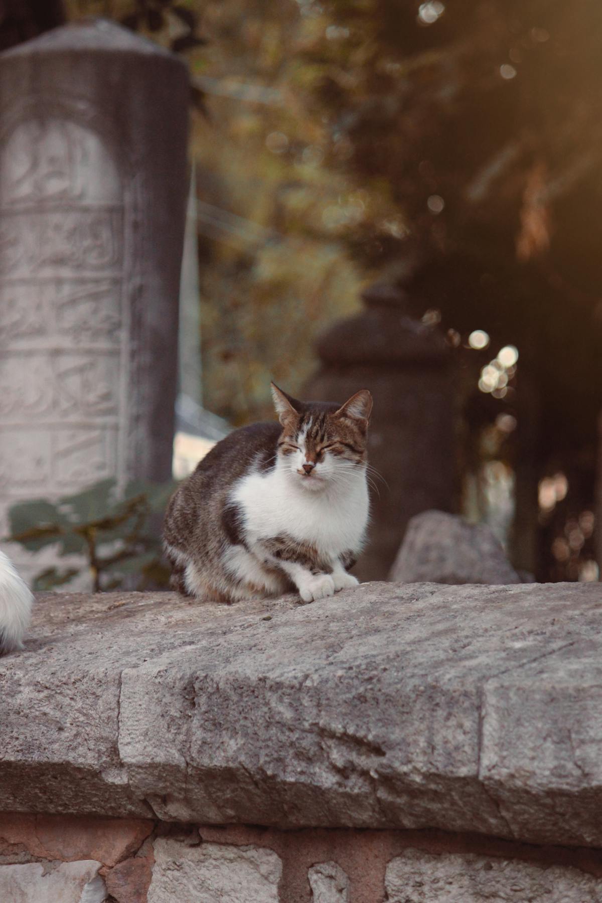 Silver Cat Photos, Download The BEST Free Silver Cat Stock Photos & HD ...