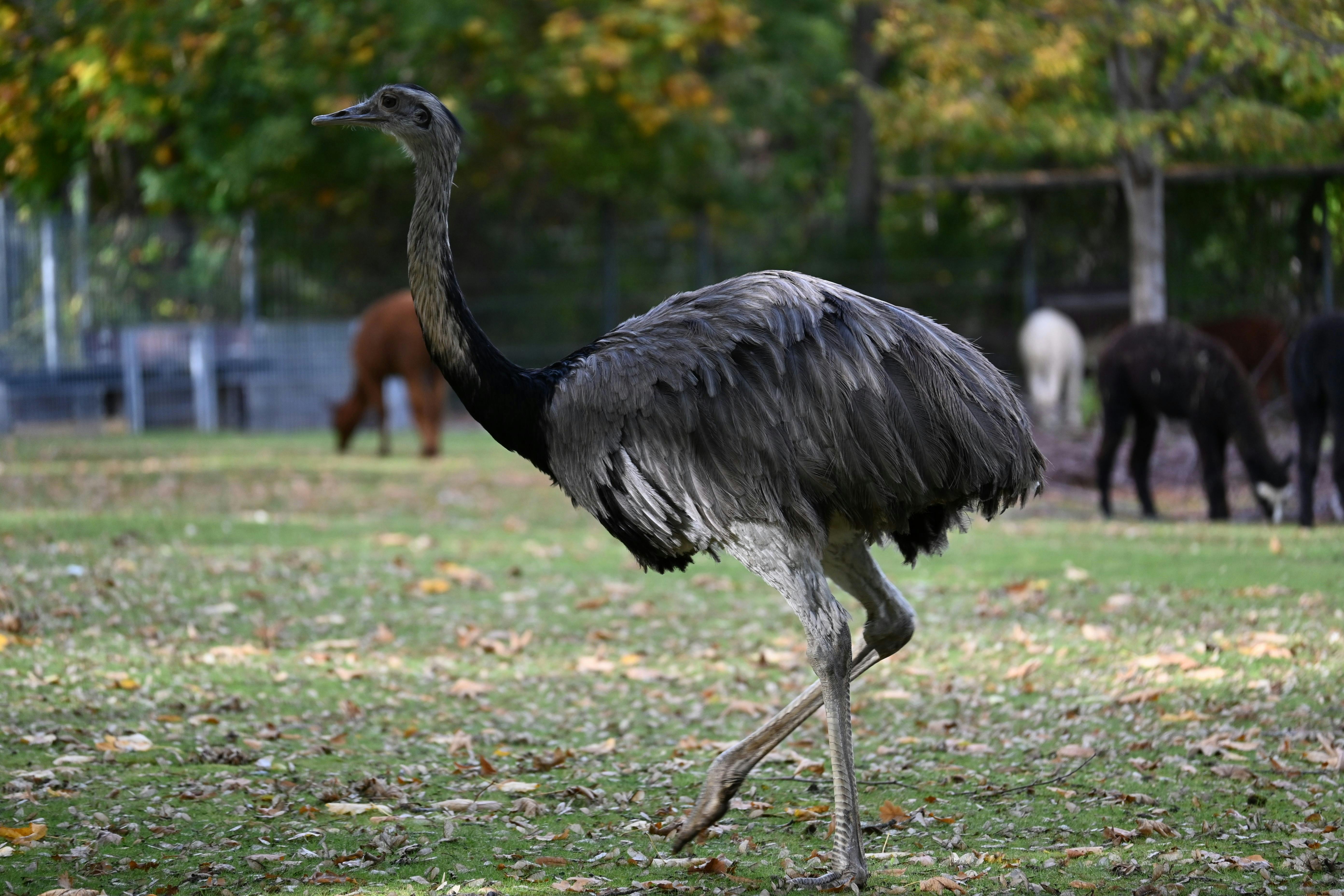 Emu in Zoo · Free Stock Photo