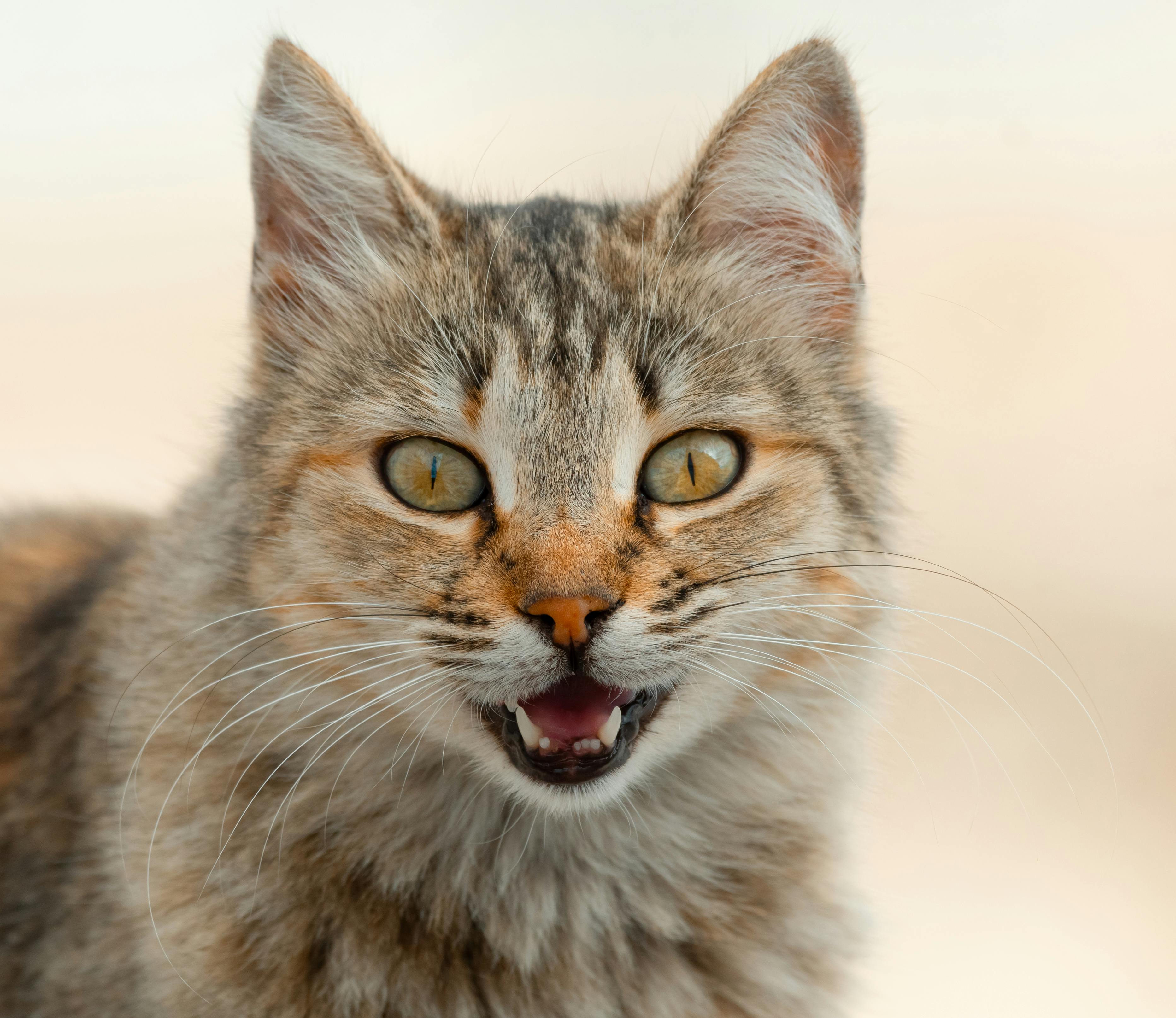 Close-up of a Meowing Cat · Free Stock Photo