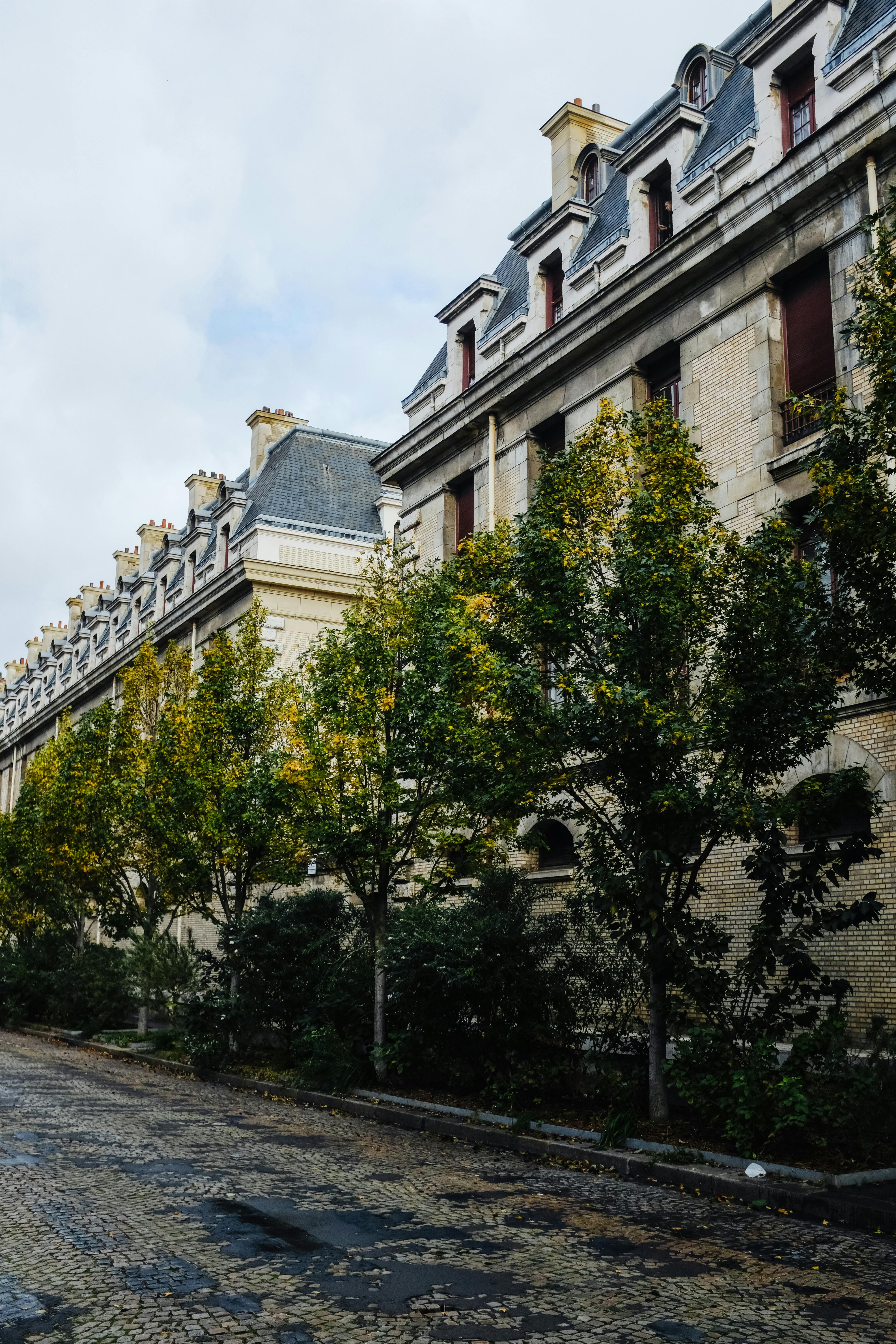 Trees by Empty Street in Paris · Free Stock Photo