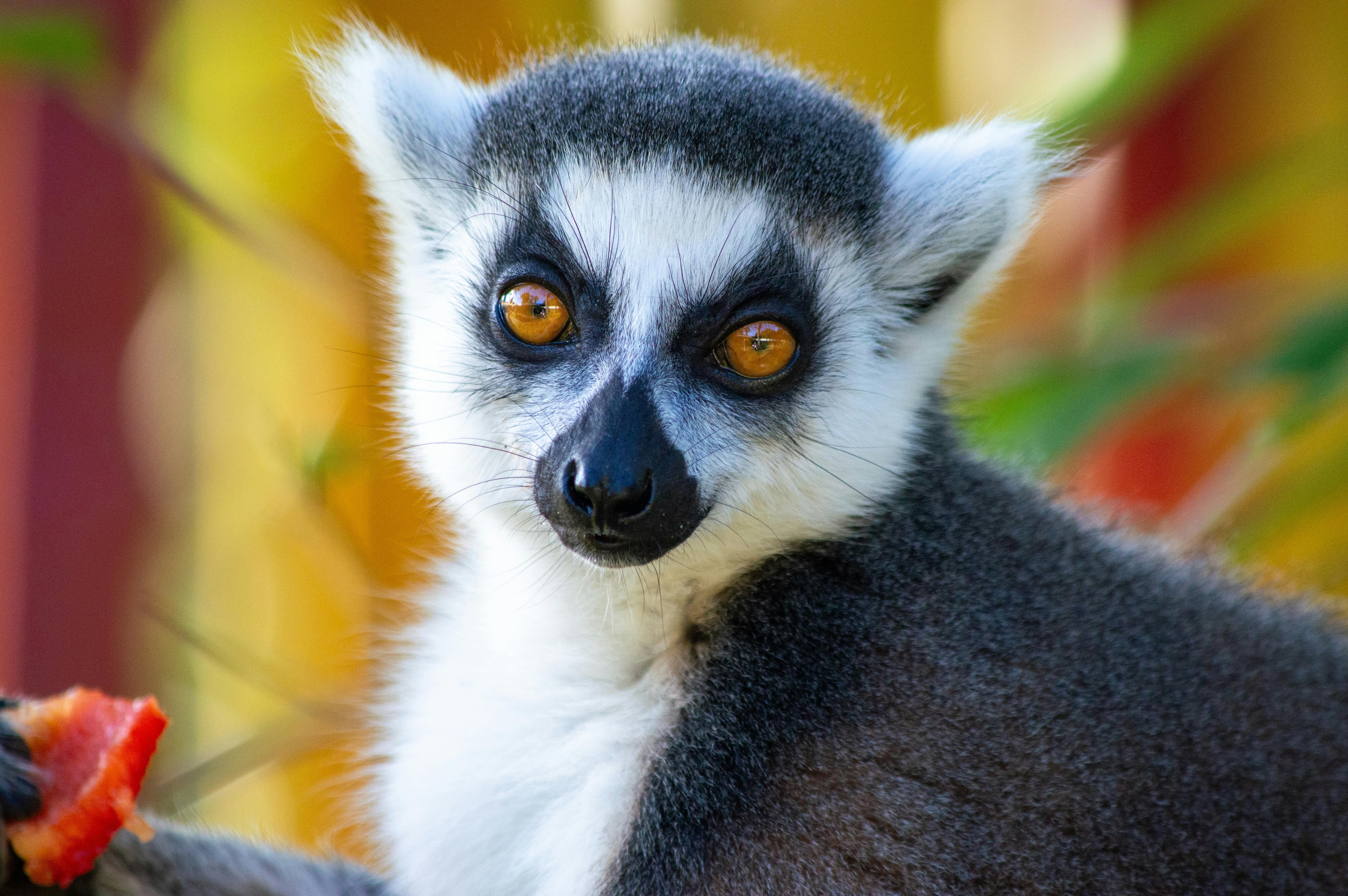 Foto de stock gratuita sobre enfoque selectivo, fauna, fotografía de ...
