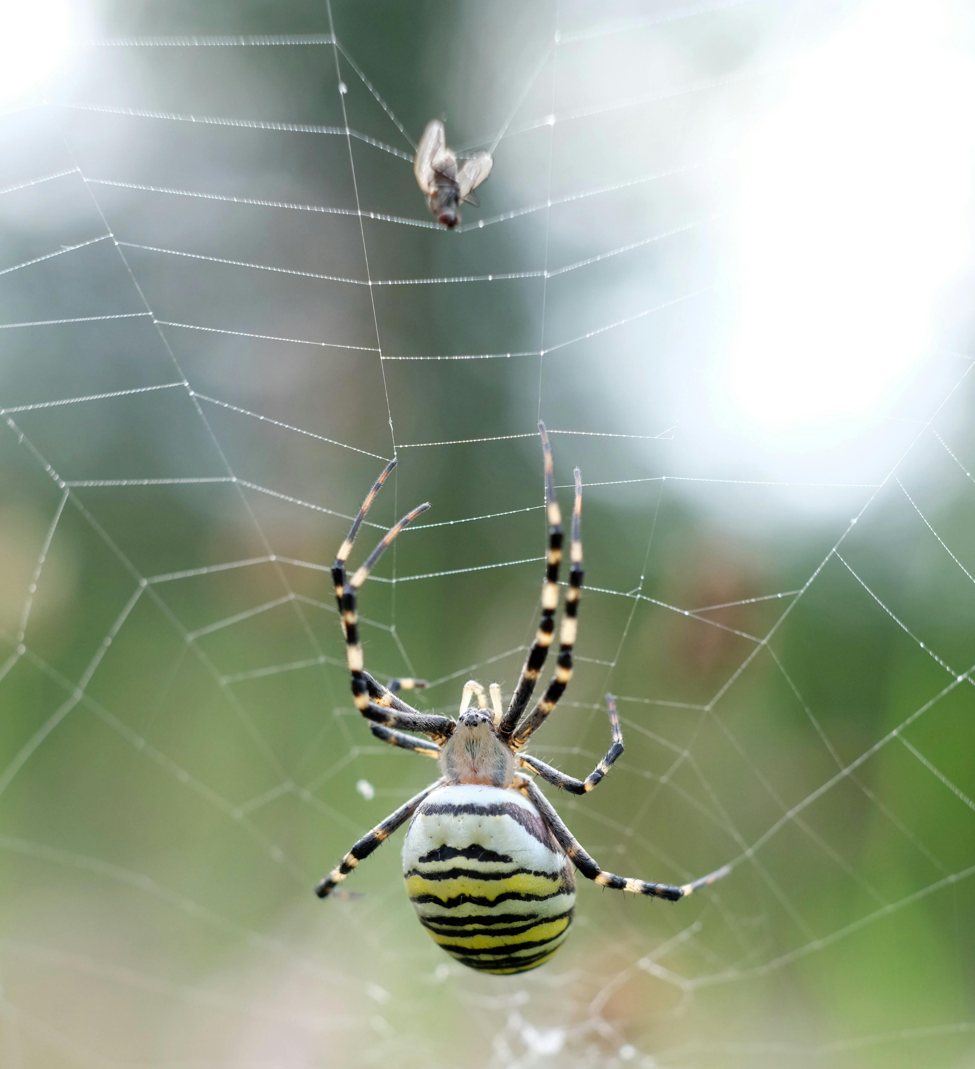 A spider is sitting on the web with its legs crossed · Free Stock Photo
