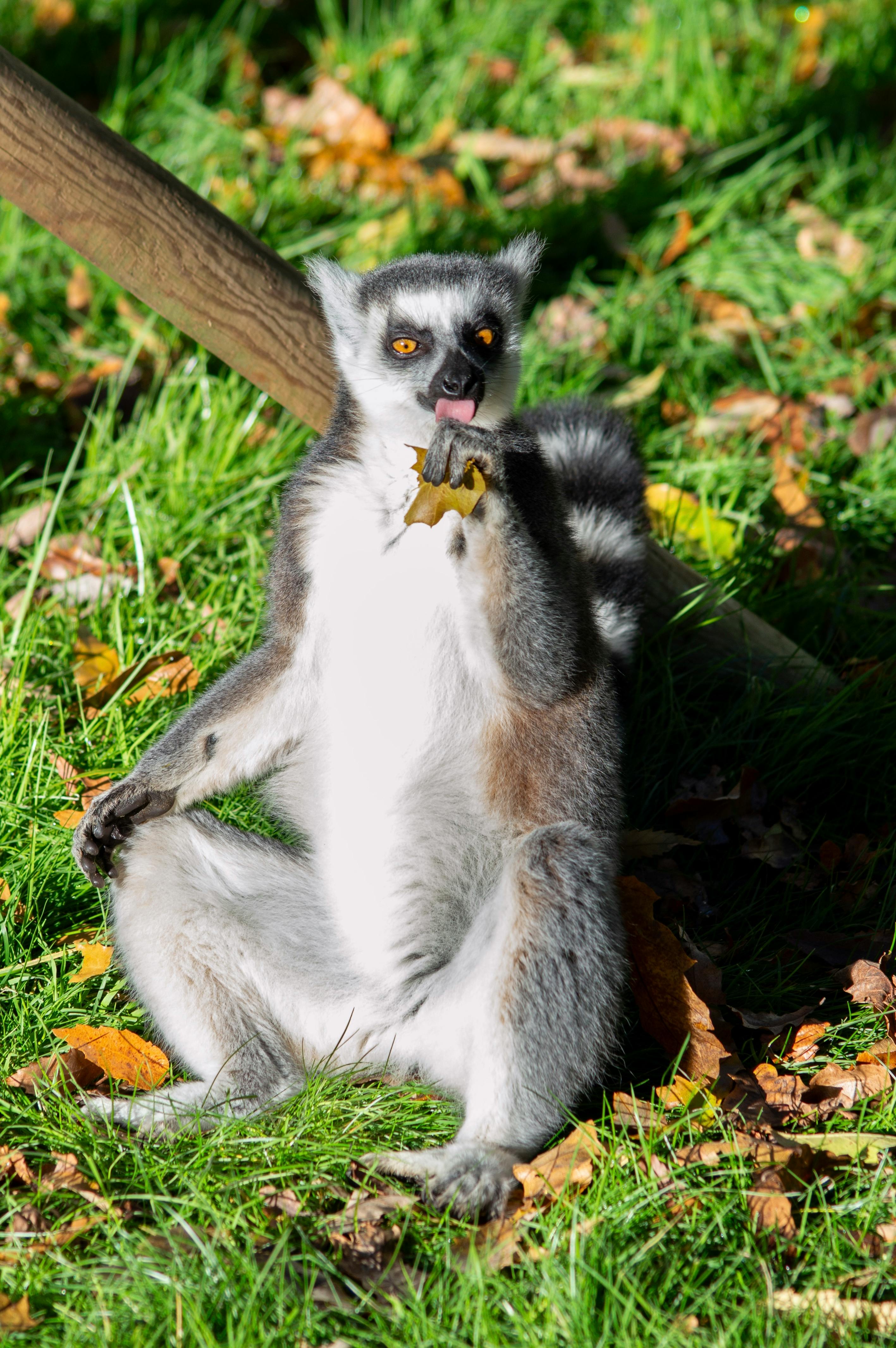 Funny Lemur Sitting in the Garden · Free Stock Photo
