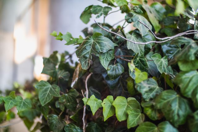 Dog Ate Poison Ivy: What to Do and How to Treat