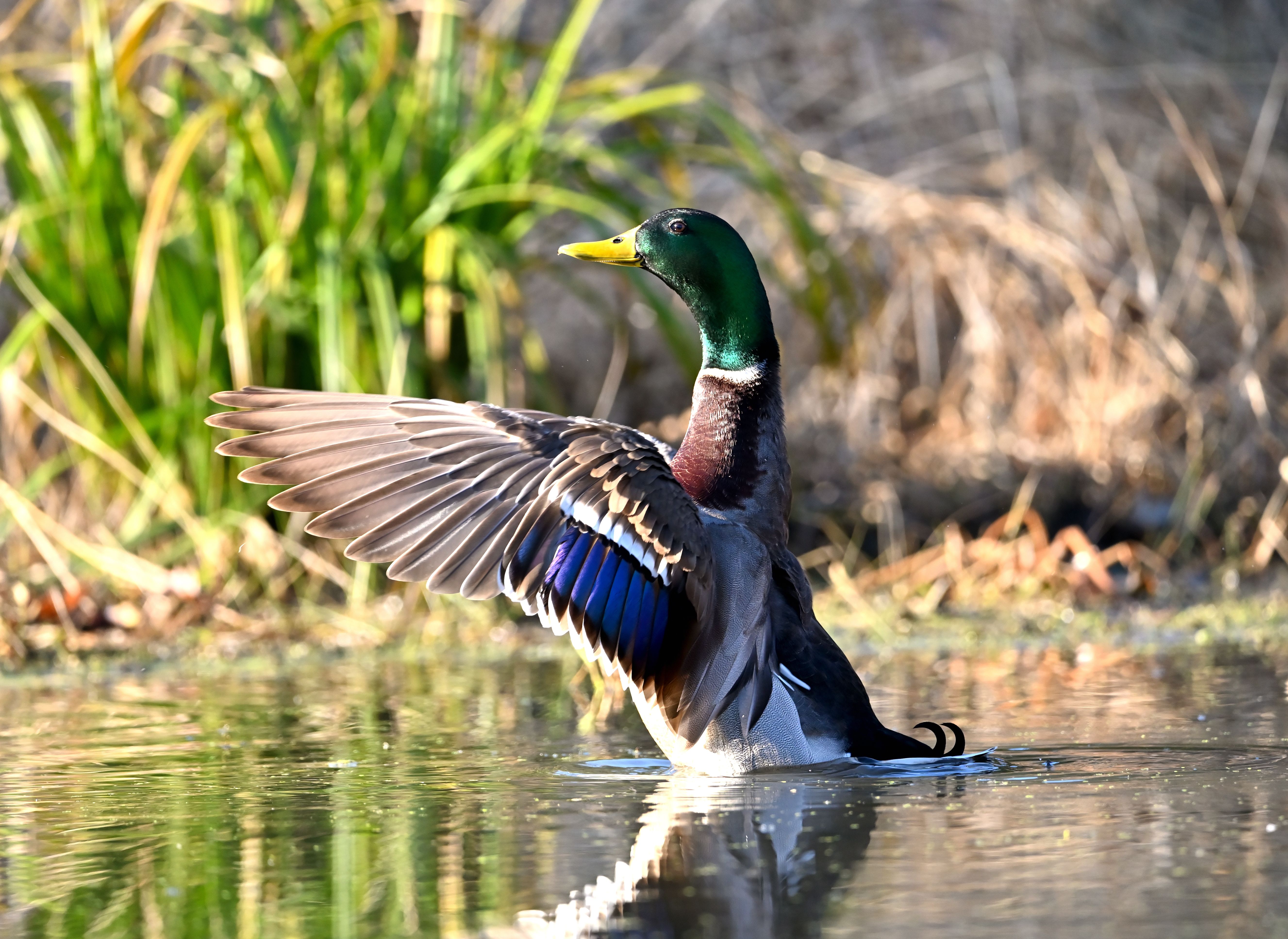 Duck Landing on Water · Free Stock Photo