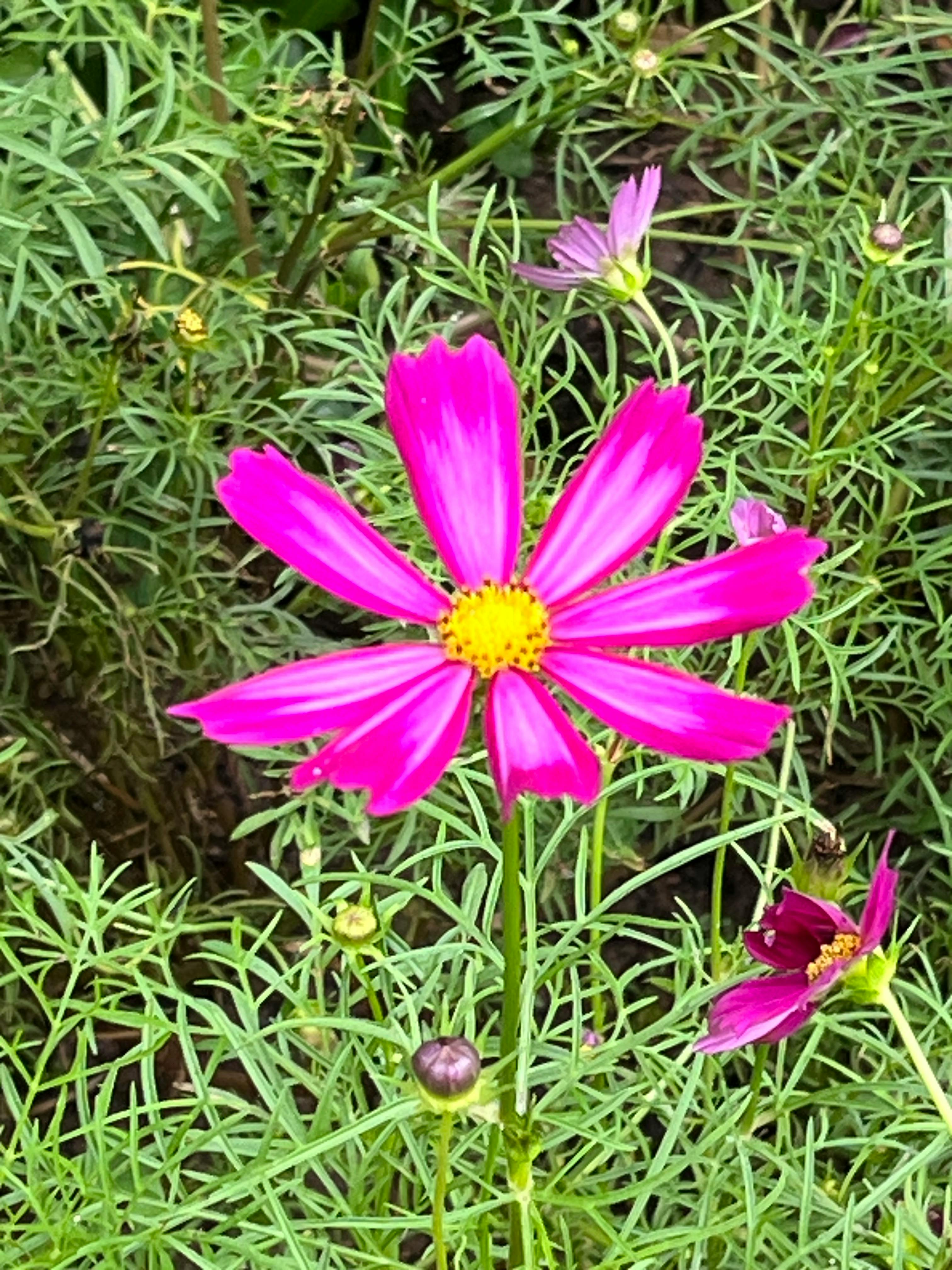 Amy Law - Fotografía