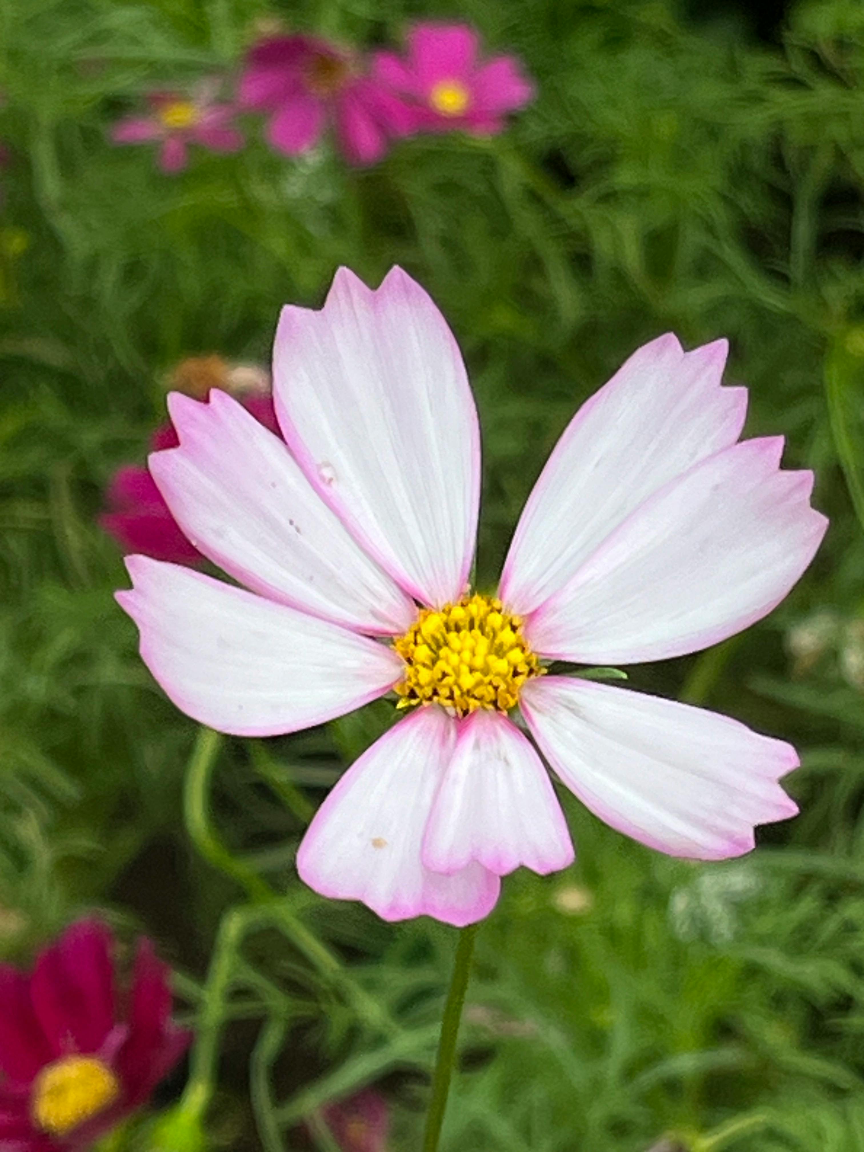 Amy Law - Fotografía