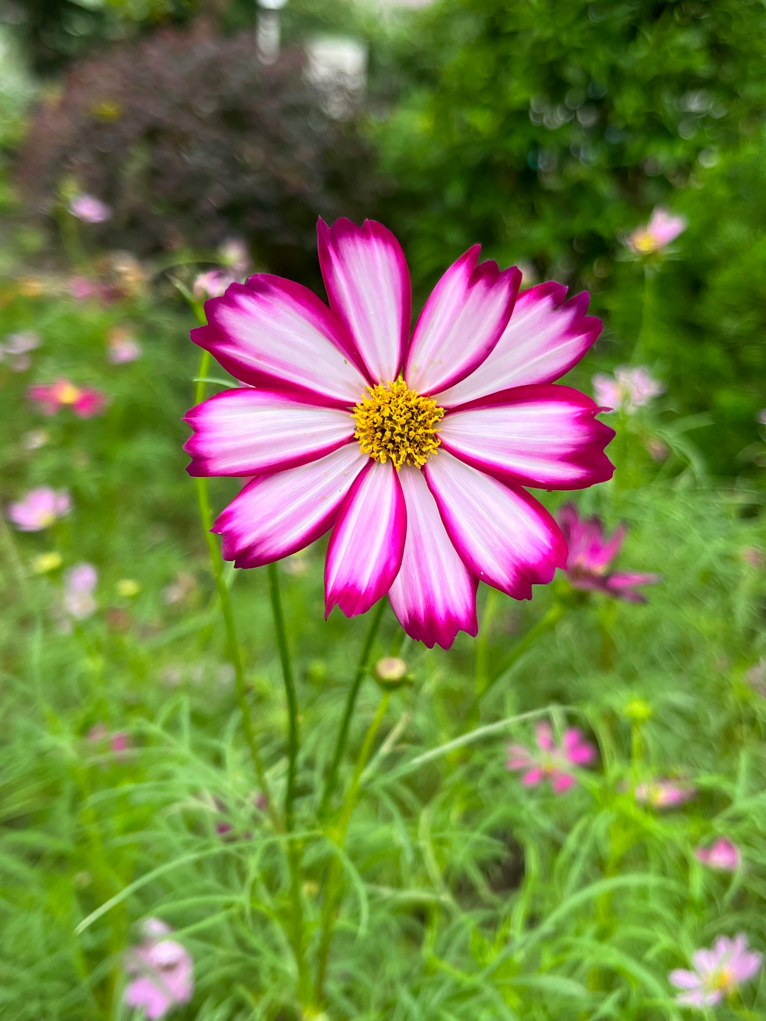 Amy Law - Fotografía
