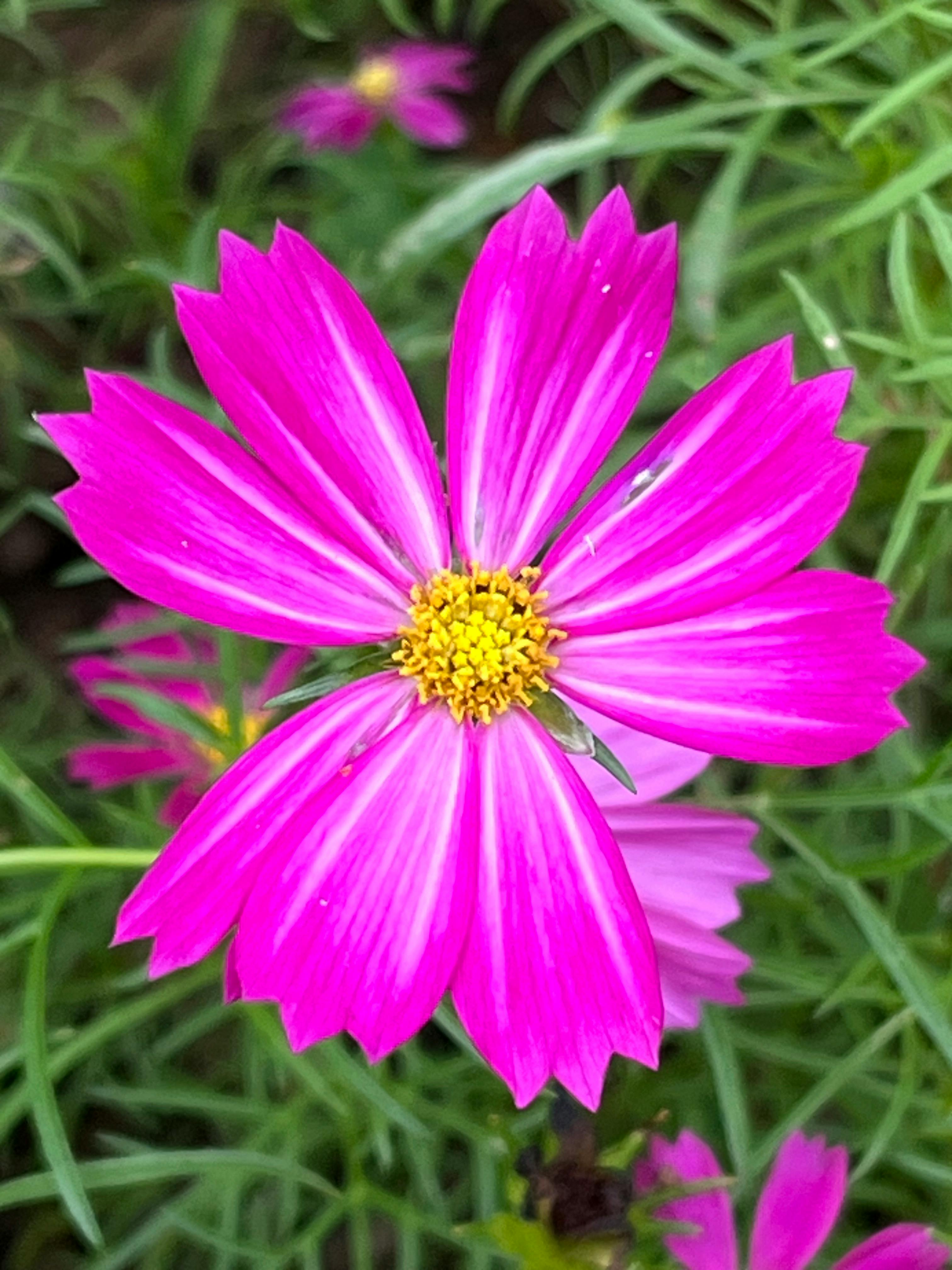 Amy Law - Fotografía