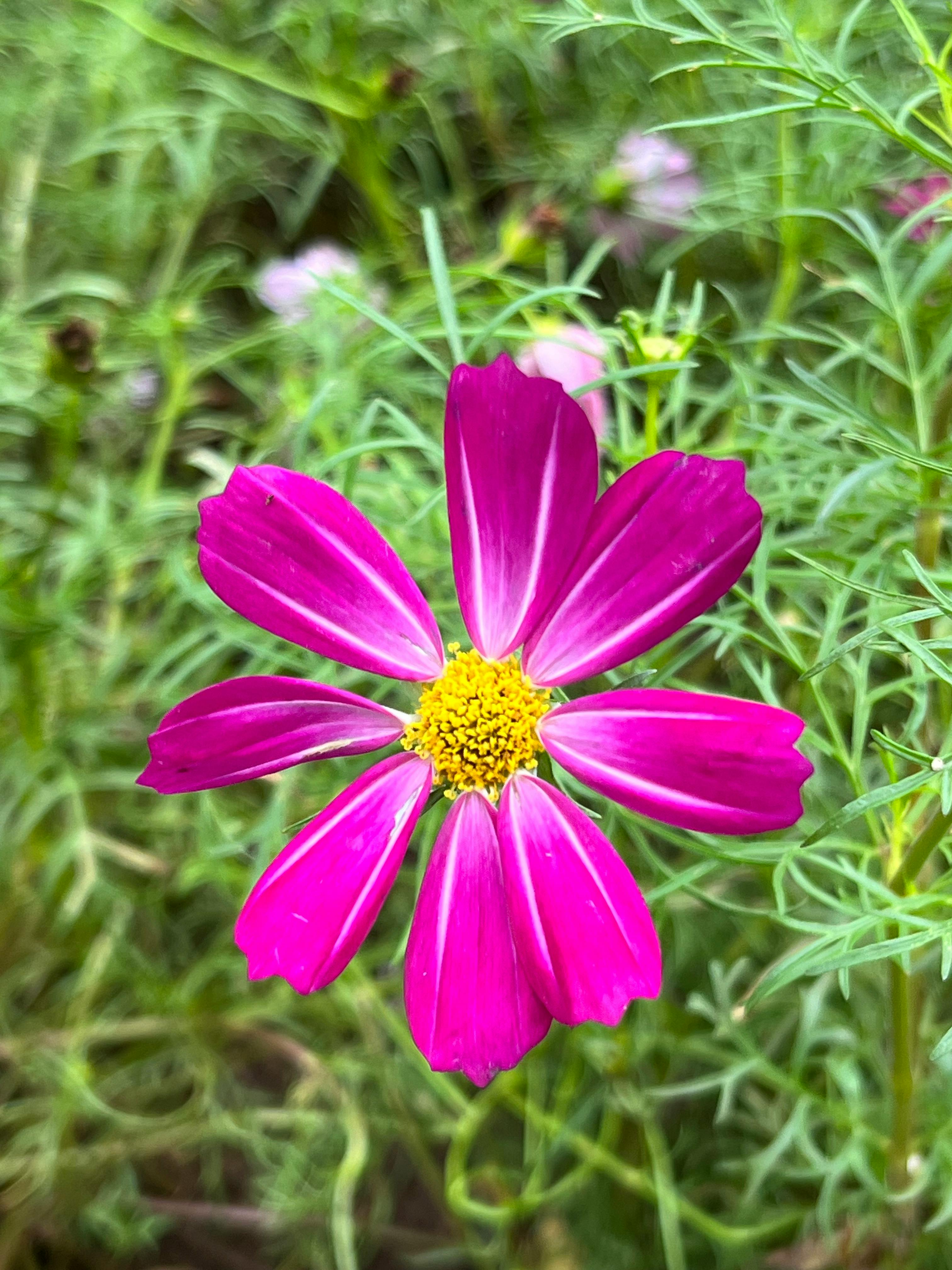 Amy Law - Fotografía