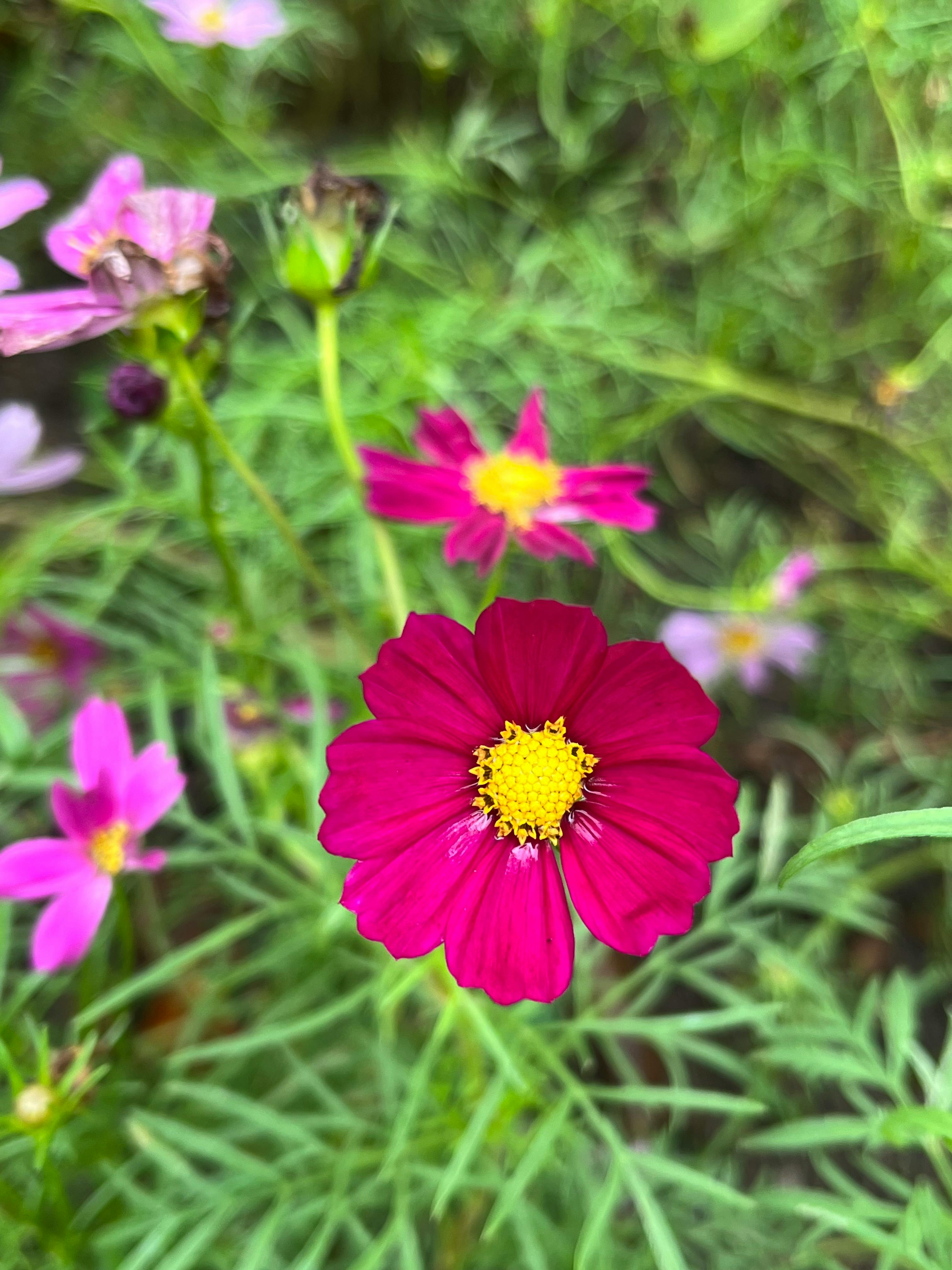 Amy Law - Fotografía