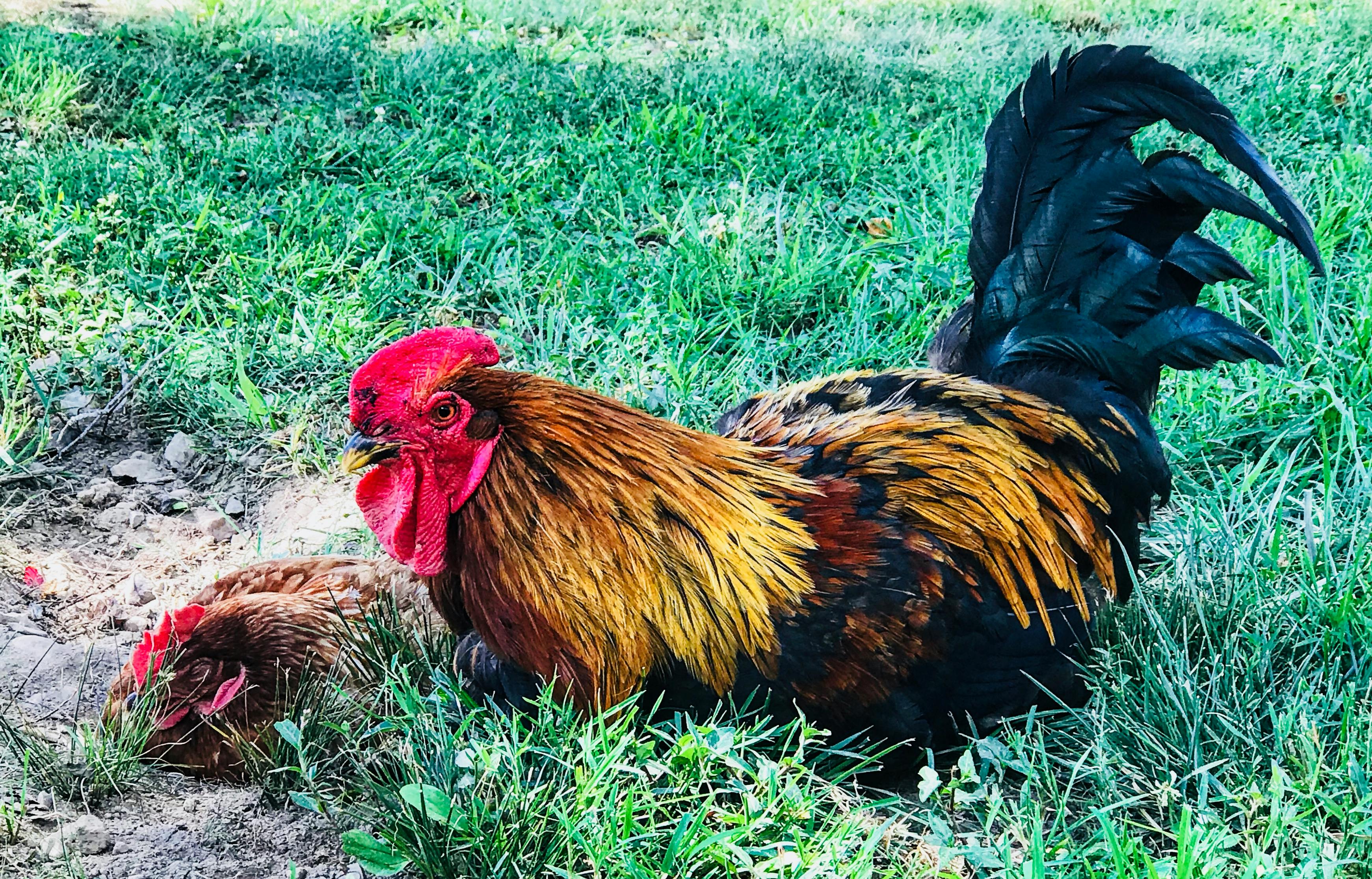 Free stock photo of chicken, farm, hen