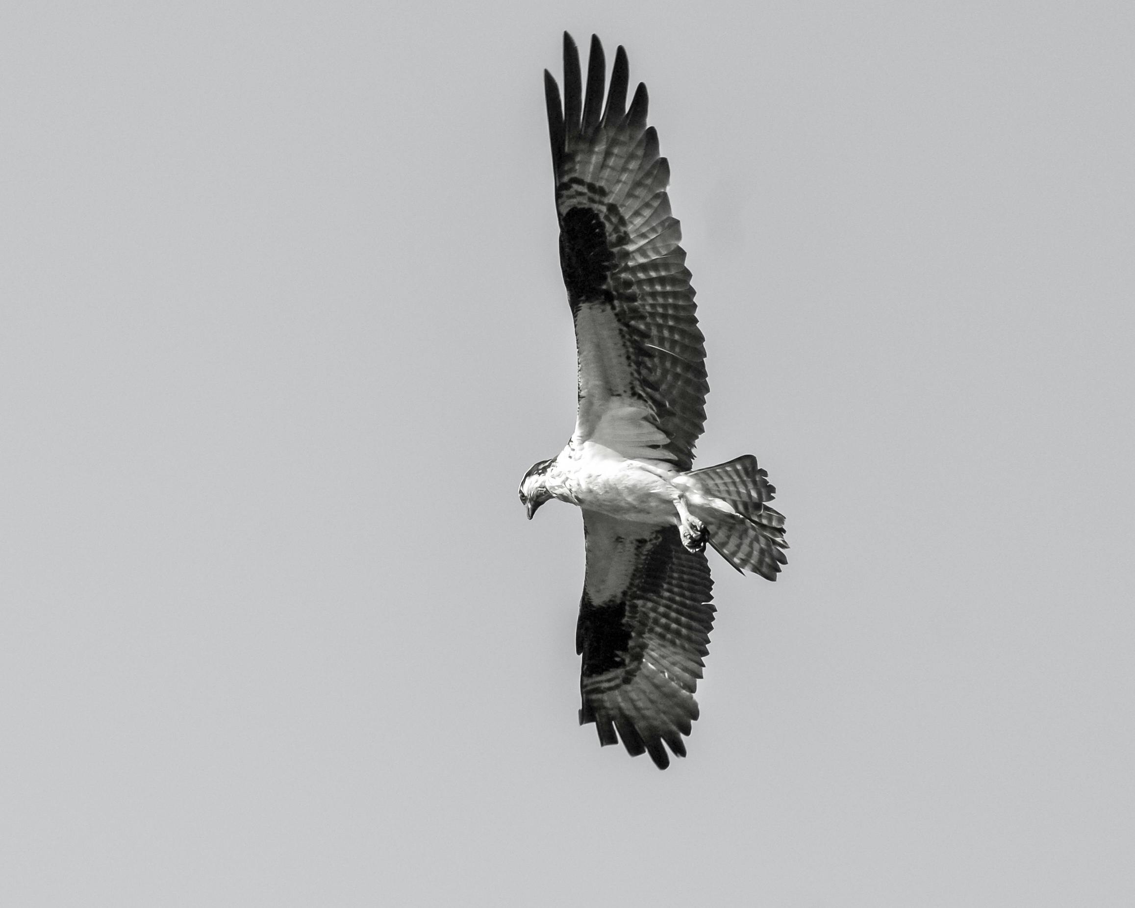 Japanese Crane Bird Flying Photos, Download The BEST Free Japanese ...