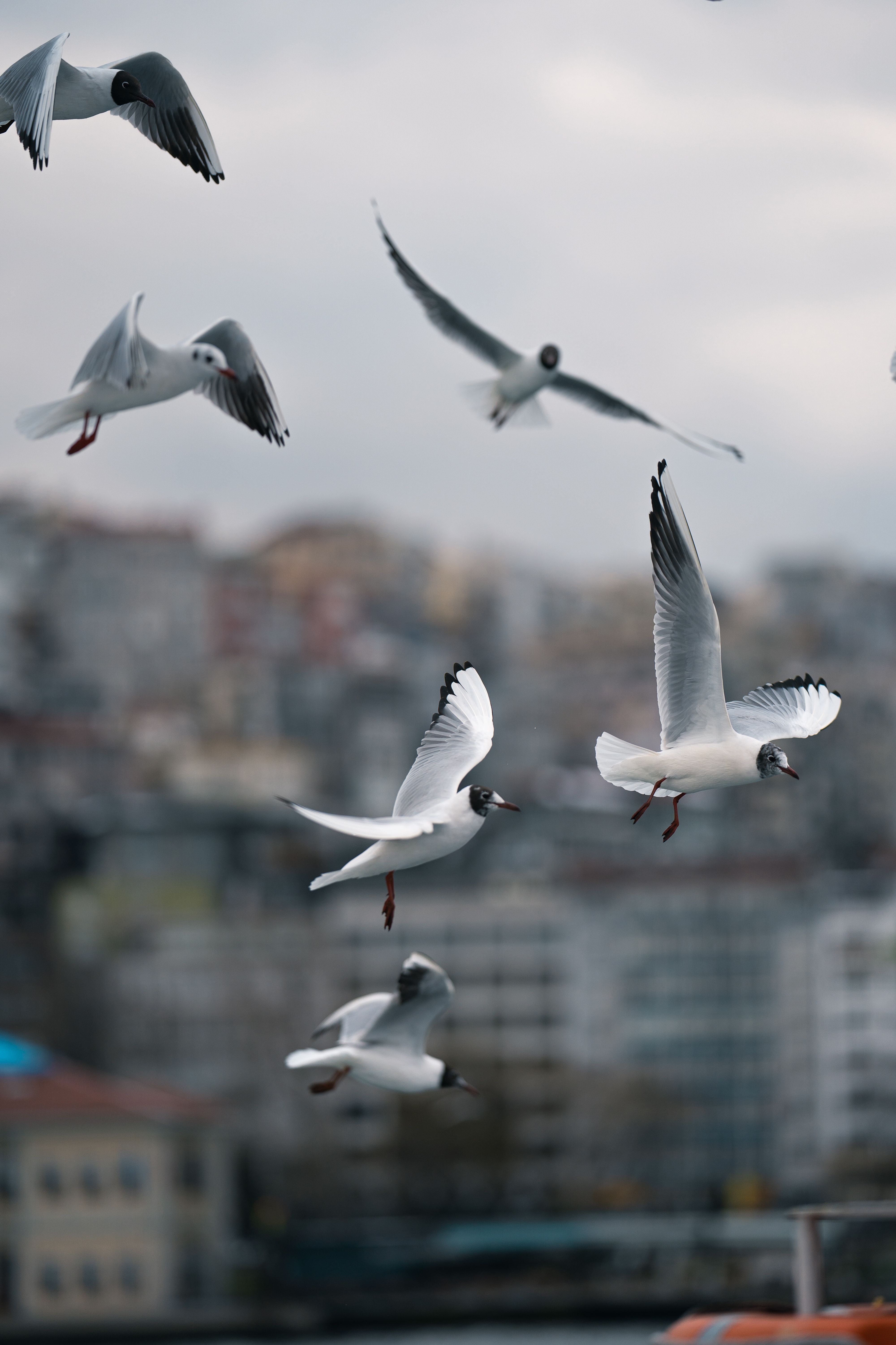 White Bird with Tree behind · Free Stock Photo
