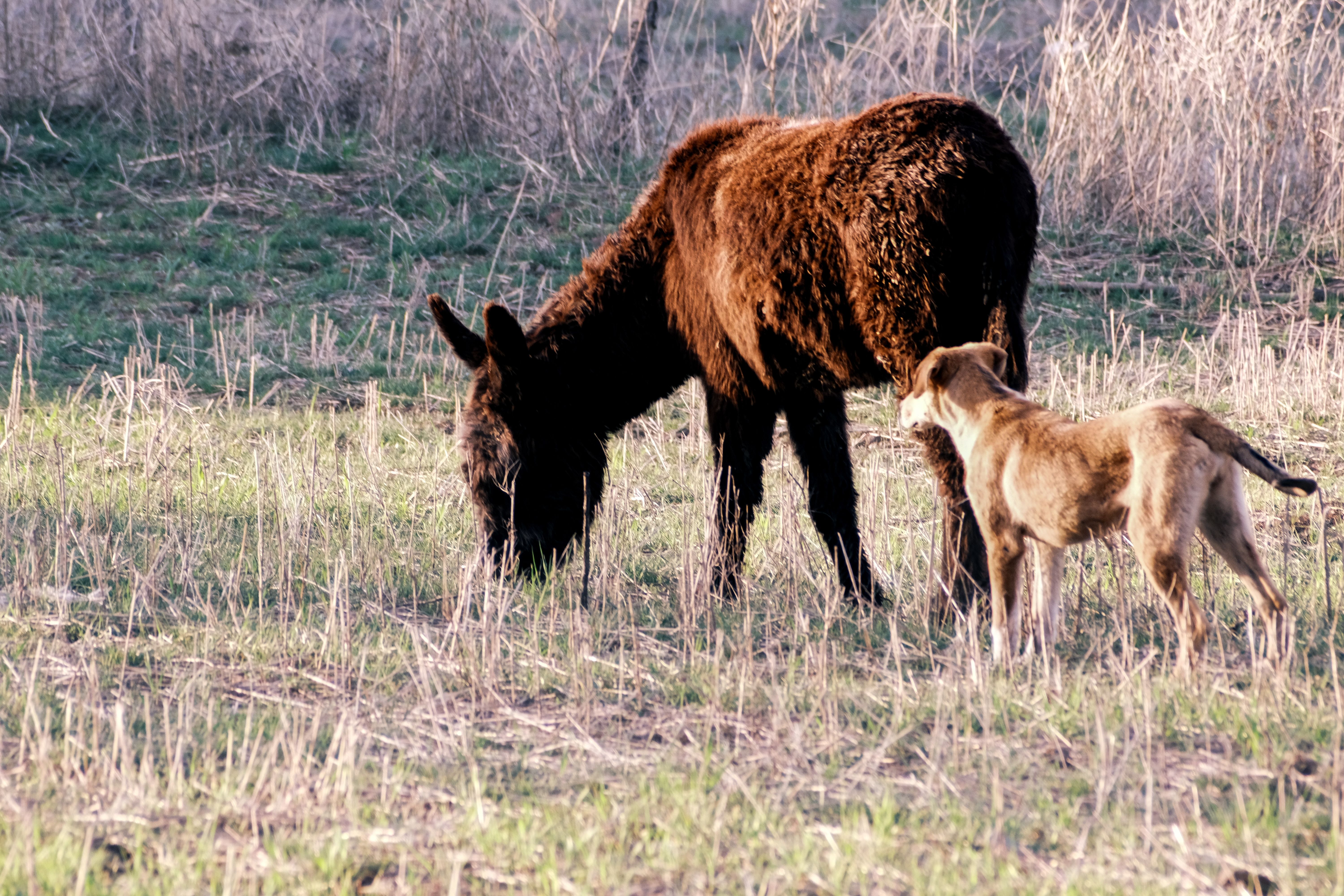 Donkey And Dog Photos, Download The BEST Free Donkey And Dog Stock ...